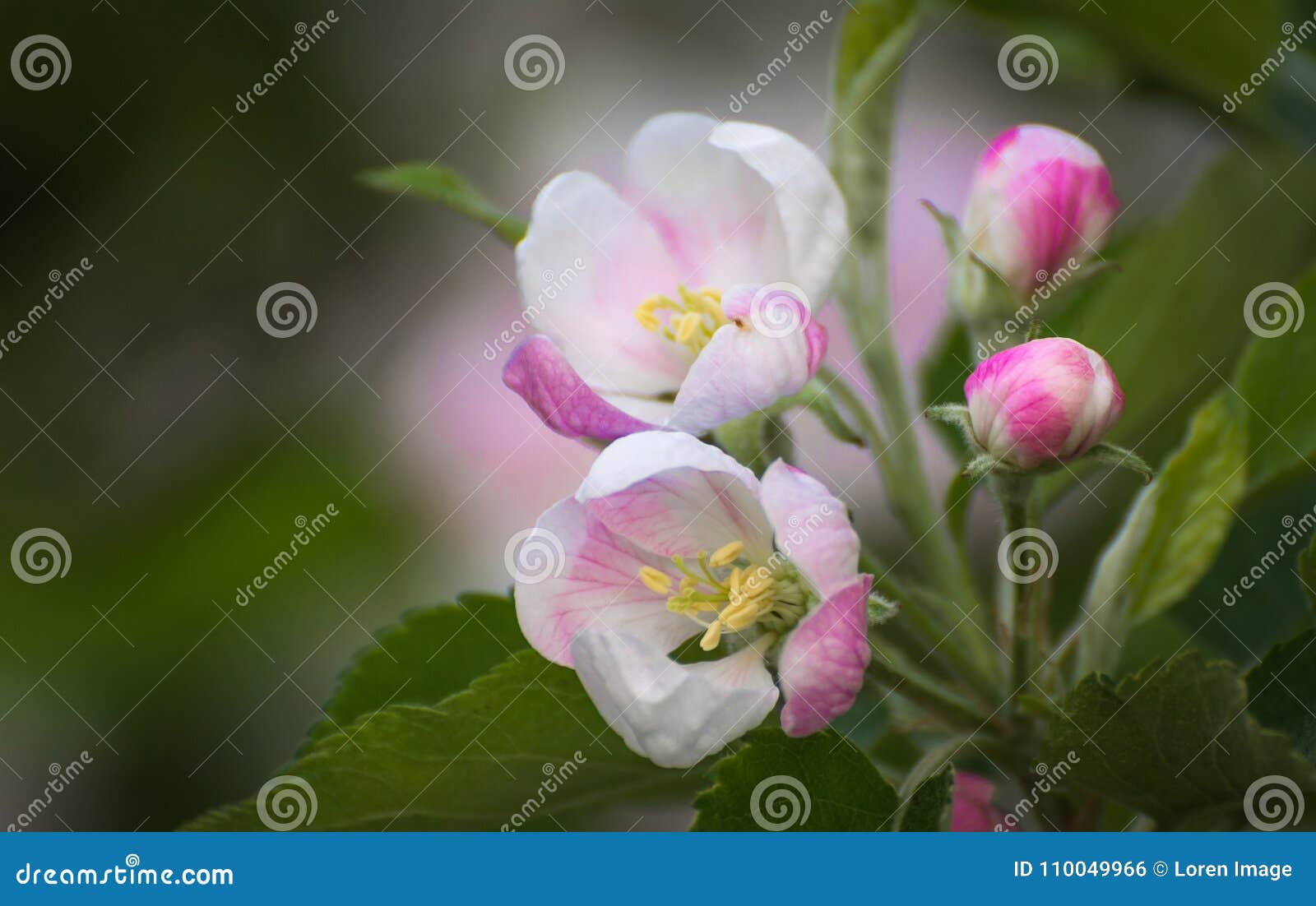Spring Flowers. Apple Tree Blossom with Green Leaves Stock Photo ...
