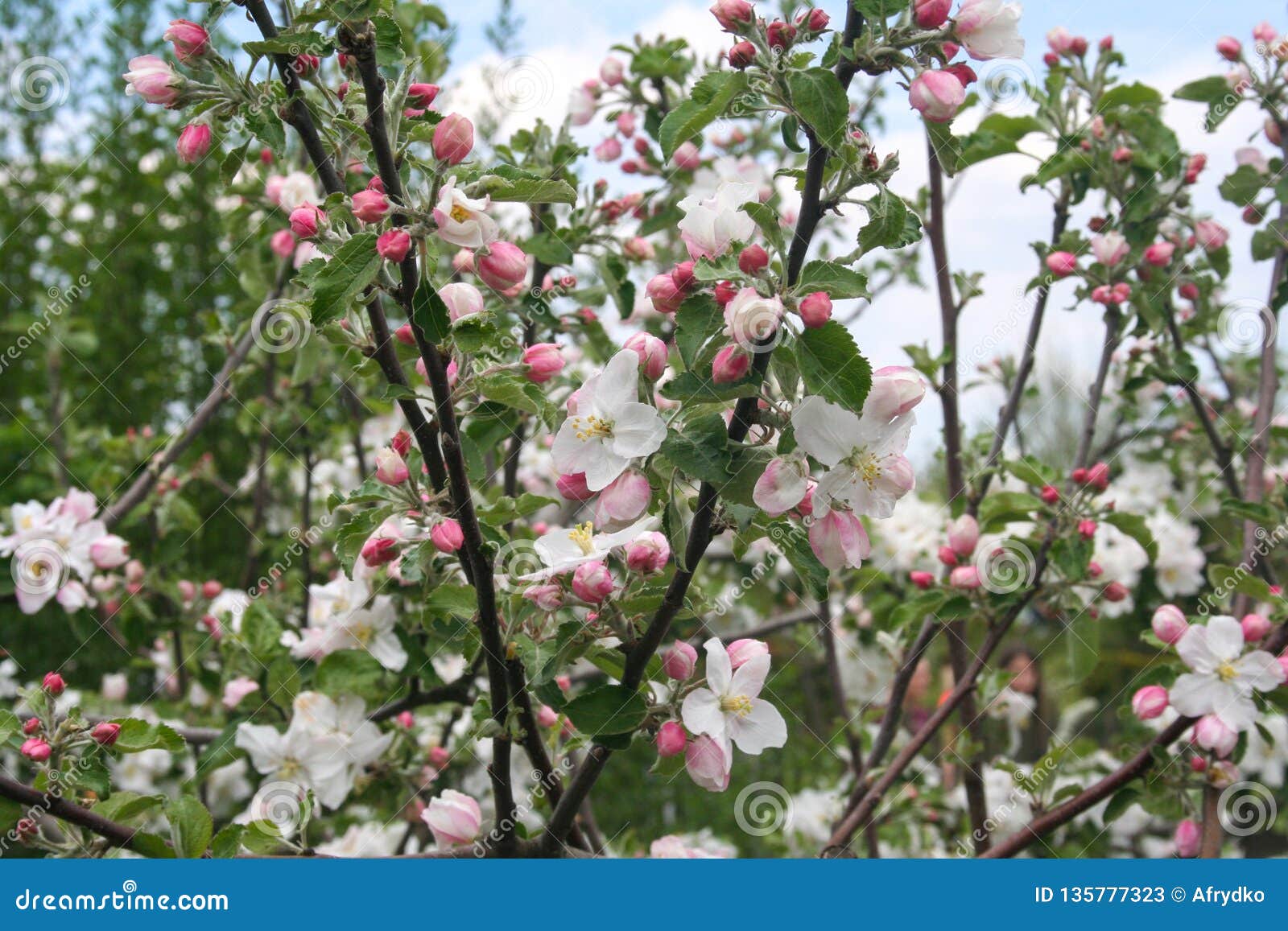 Spring Flowers of Apple Trees Stock Image - Image of sweet, yellow ...