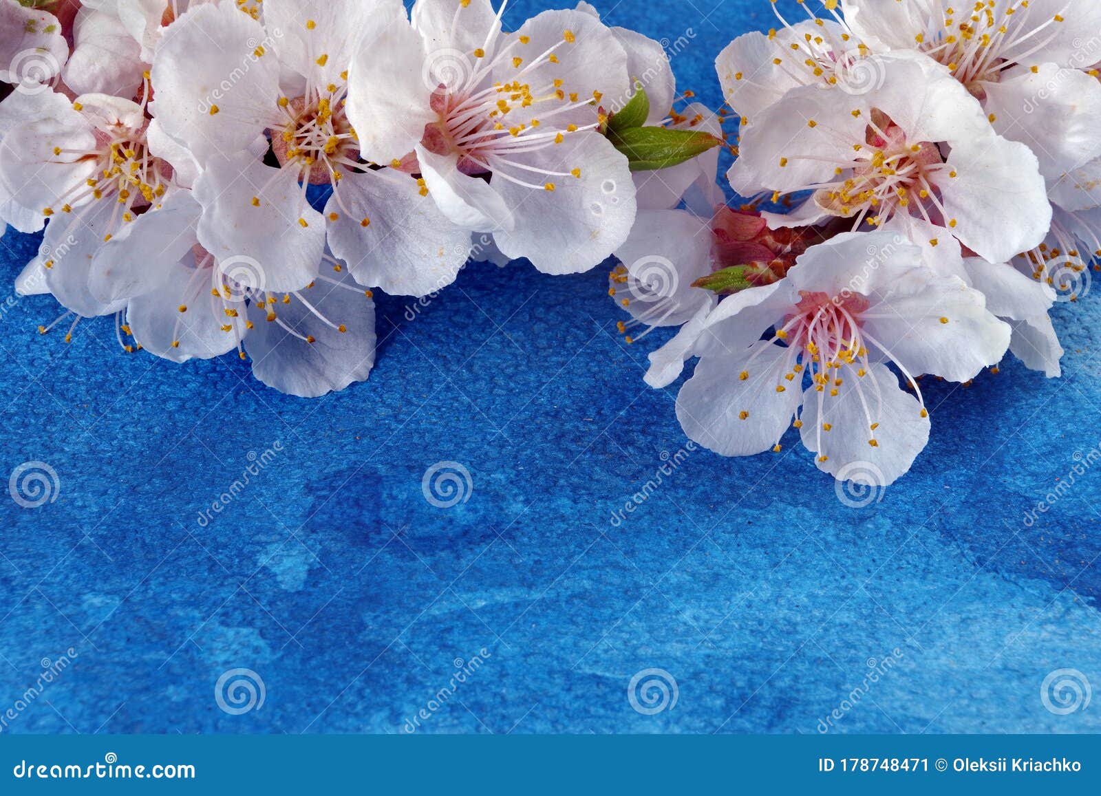 Spring Flowers. Apricot Flowers on a Blue Background. Blooming Apricot ...