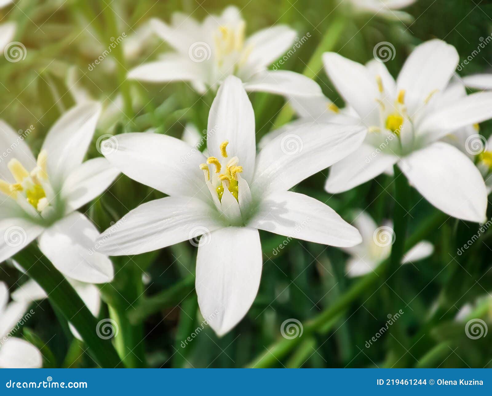 Spring Flowers Background.Beautiful White Flowers Stock Photo - Image ...