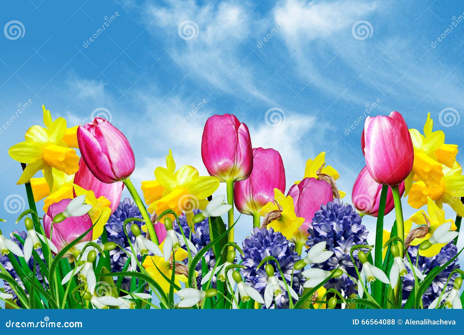 Spring Flowers on a Background of Blue Sky Stock Photo - Image of ...