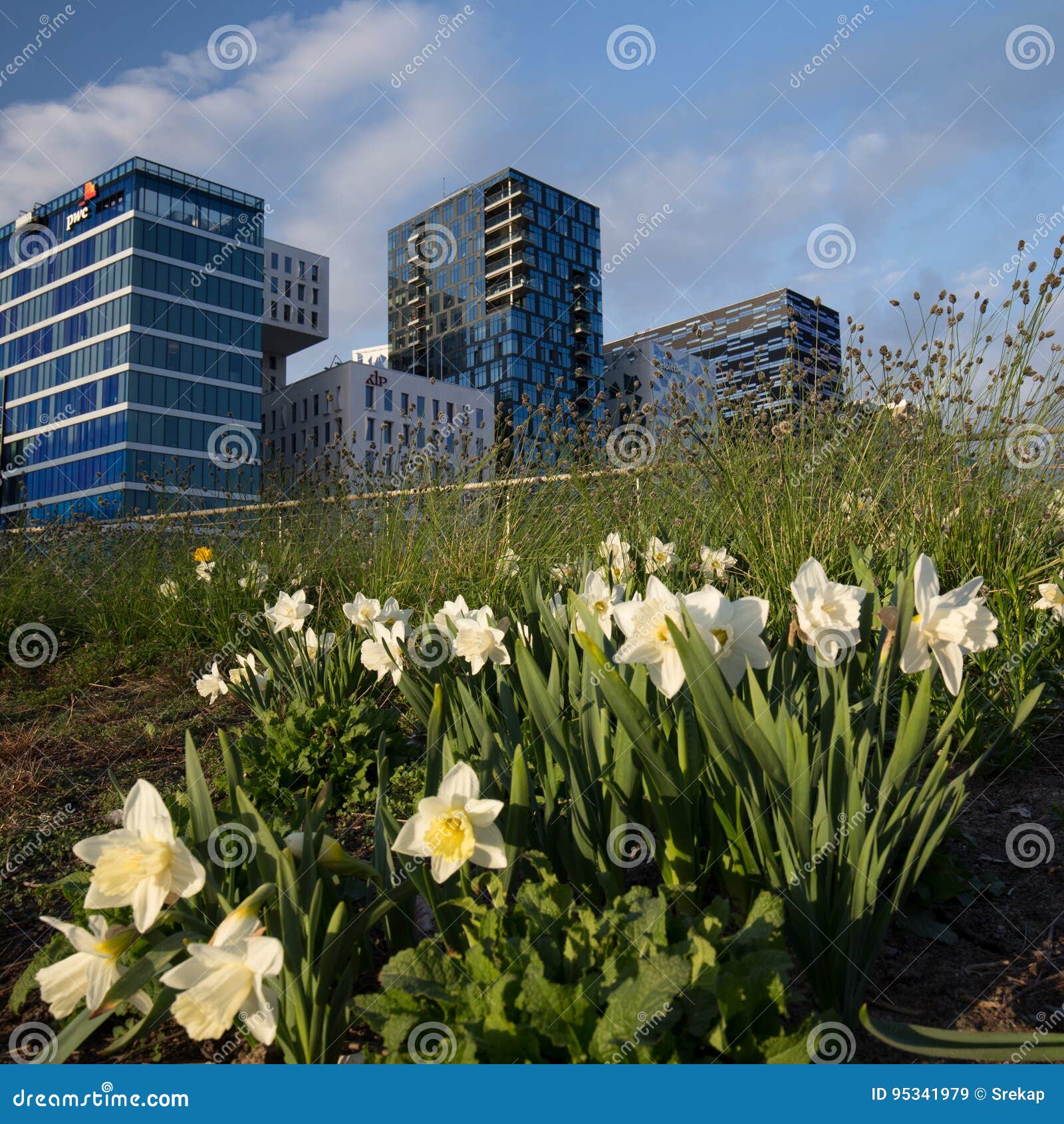 Spring Flowers with the Barcode Project of Oslo in the Background ...