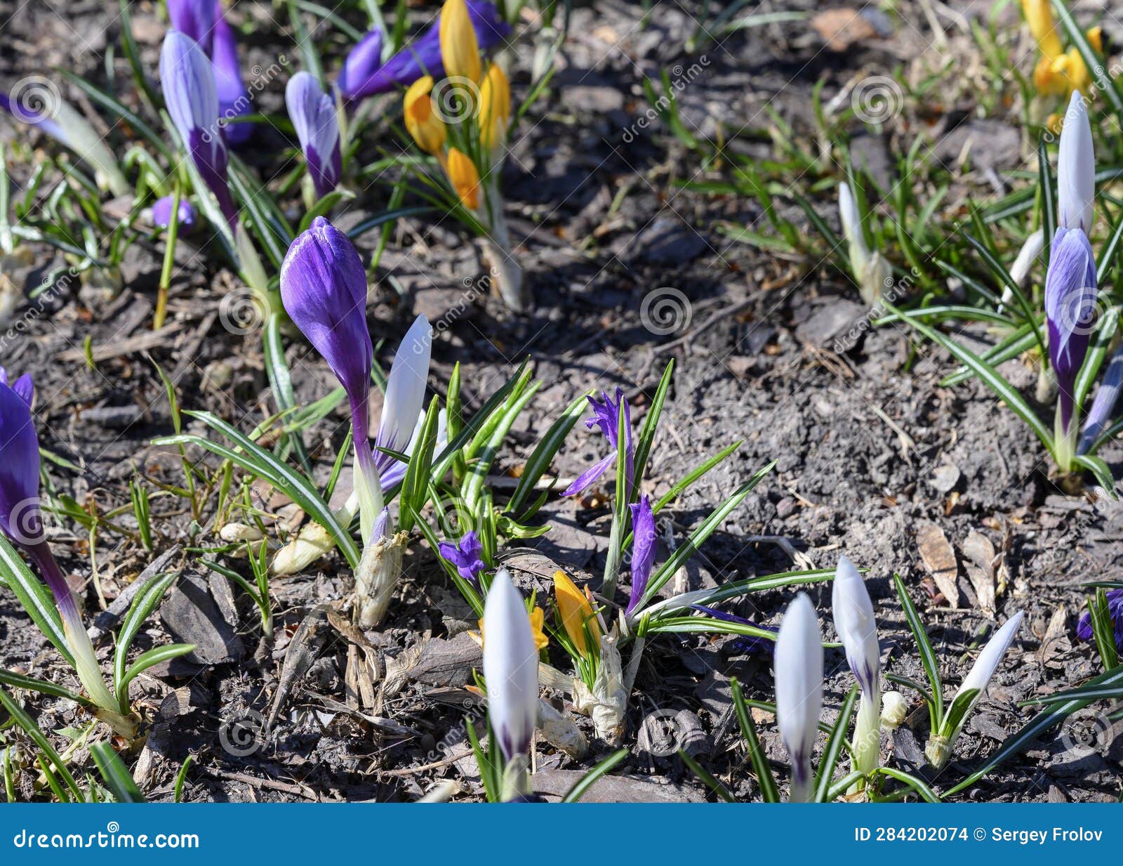 Spring Flowers Barely Emerging from the Ground Stock Photo - Image of ...