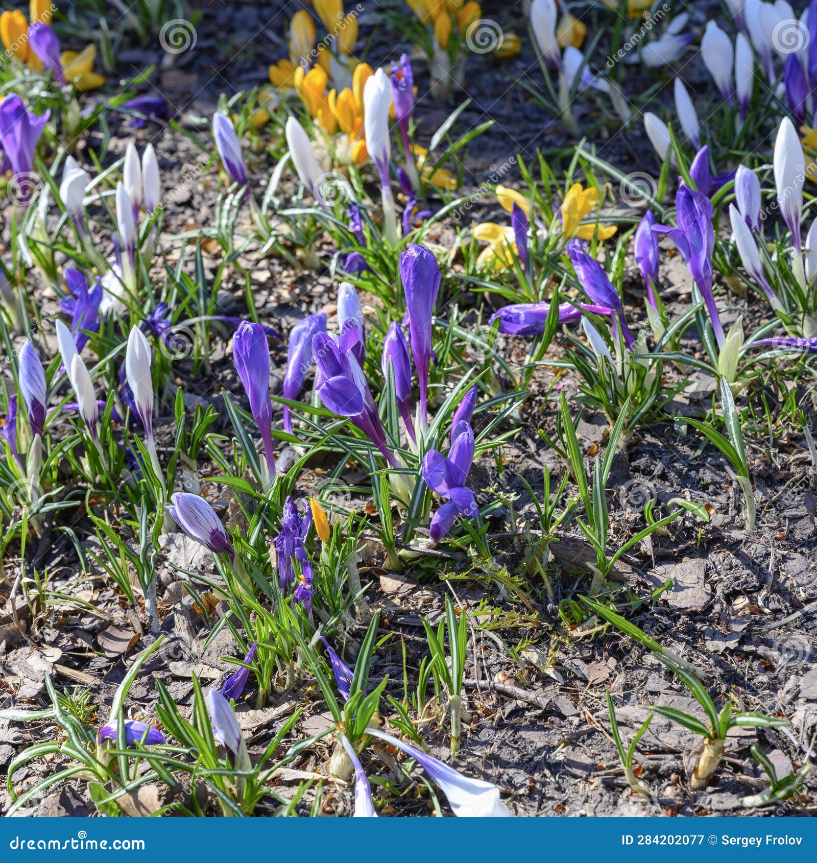 Spring Flowers Barely Emerging from the Ground Stock Image - Image of ...