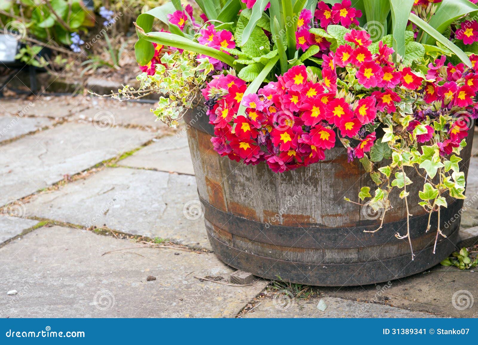 Spring flowers in barrel stock image. Image of color - 31389341