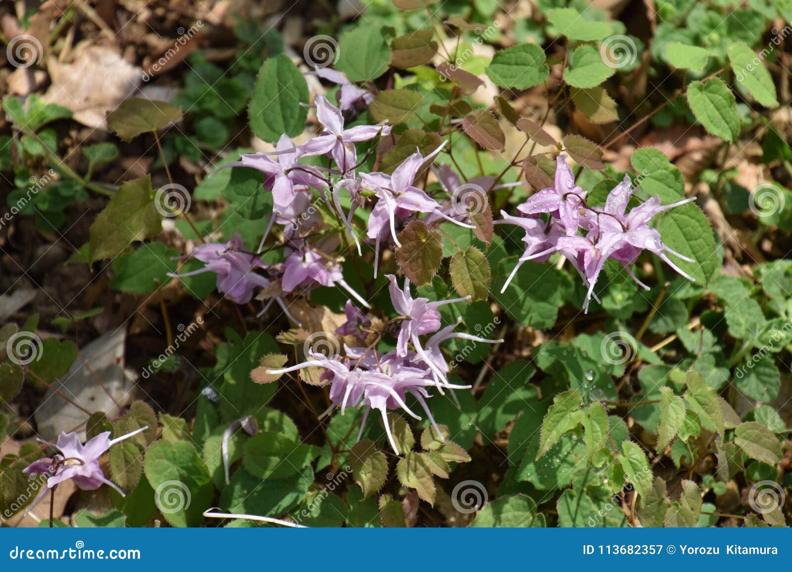 267 Bishop Purple Stock Photos - Free & Royalty-Free Stock Photos from ...
