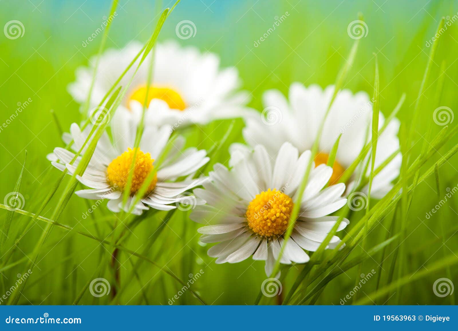Spring Flowers - Beautiful Daisy Stock Image - Image of flower ...