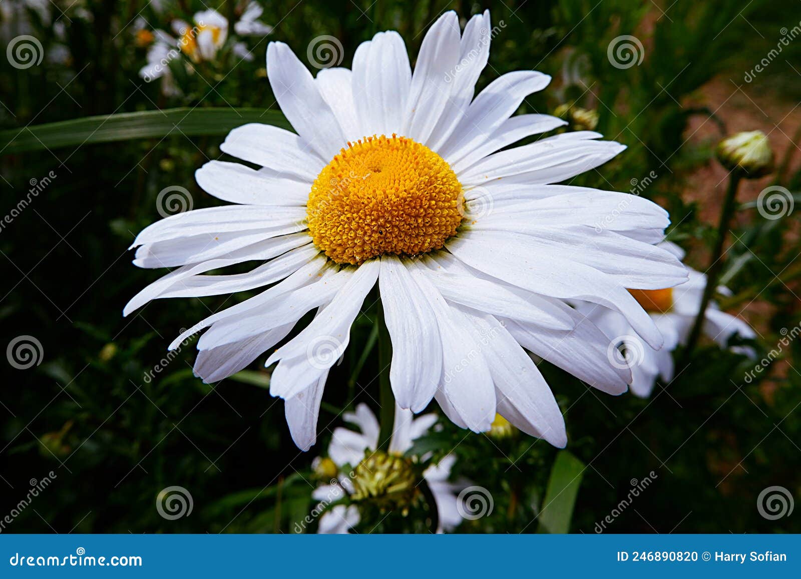 Spring flowers stock photo. Image of beauty, blossom - 246890820