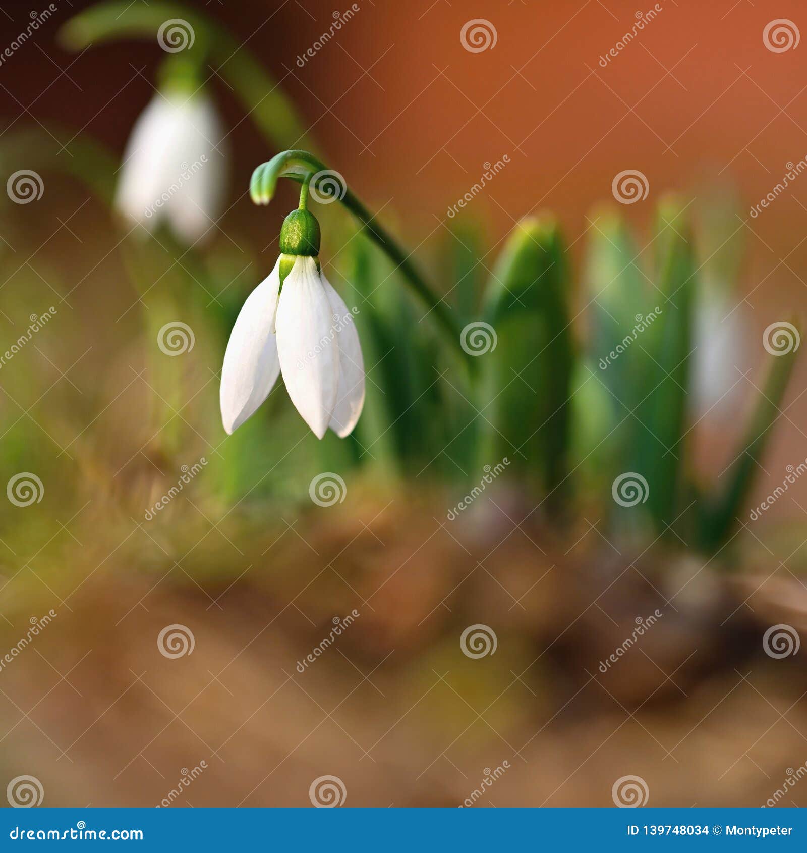 Spring - Flowers. Beautiful First Spring Plants - Snowdrops Stock Photo ...