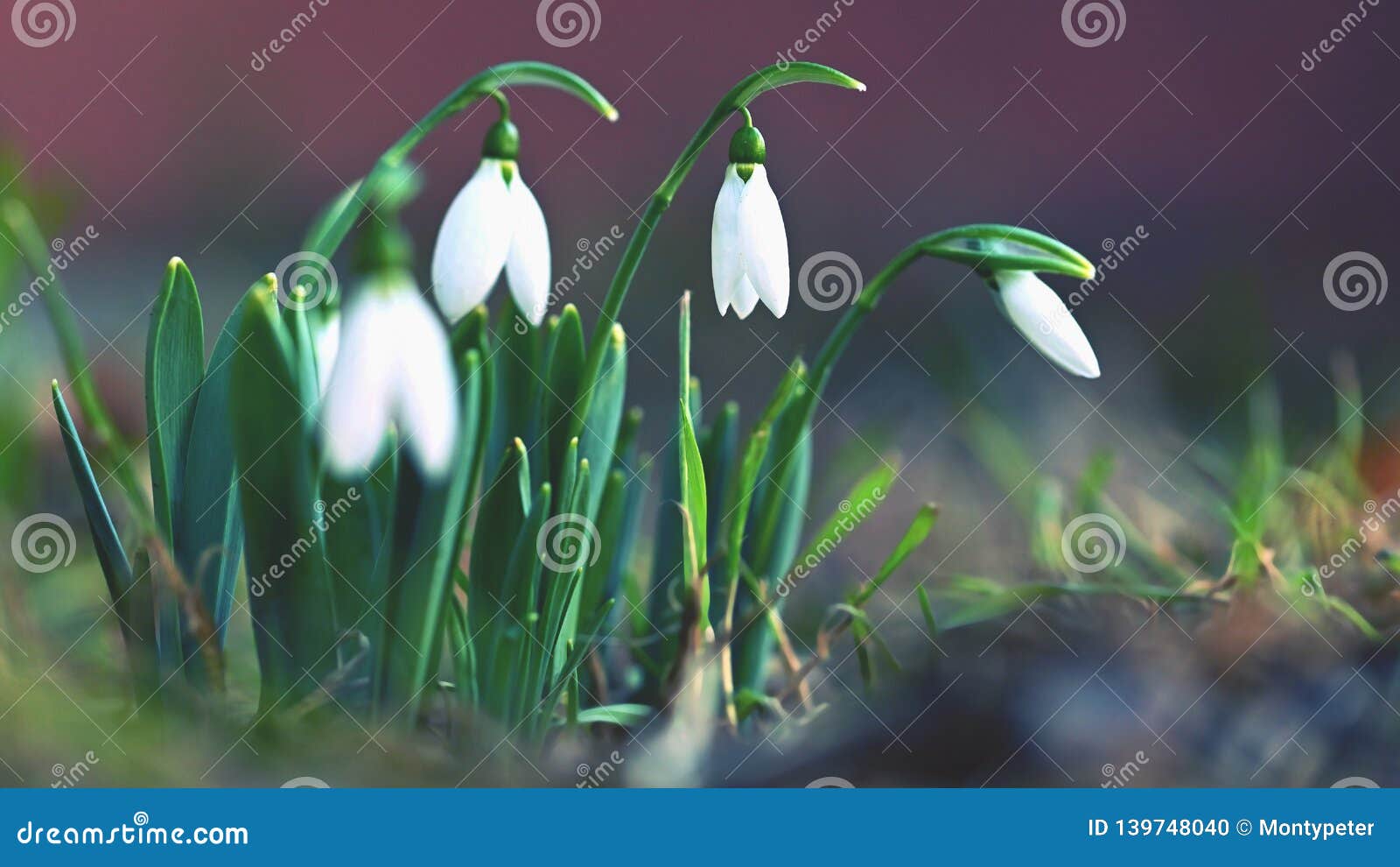 Spring - Flowers. Beautiful First Spring Plants - Snowdrops Stock Photo ...