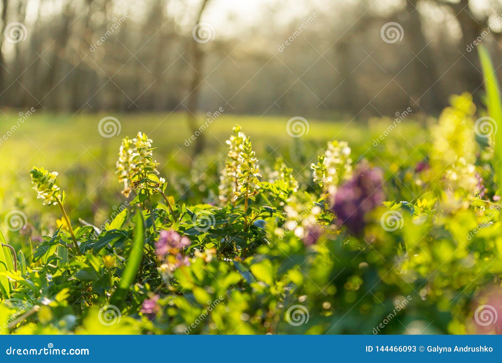 Spring flowers stock image. Image of landscape, floral - 144466093