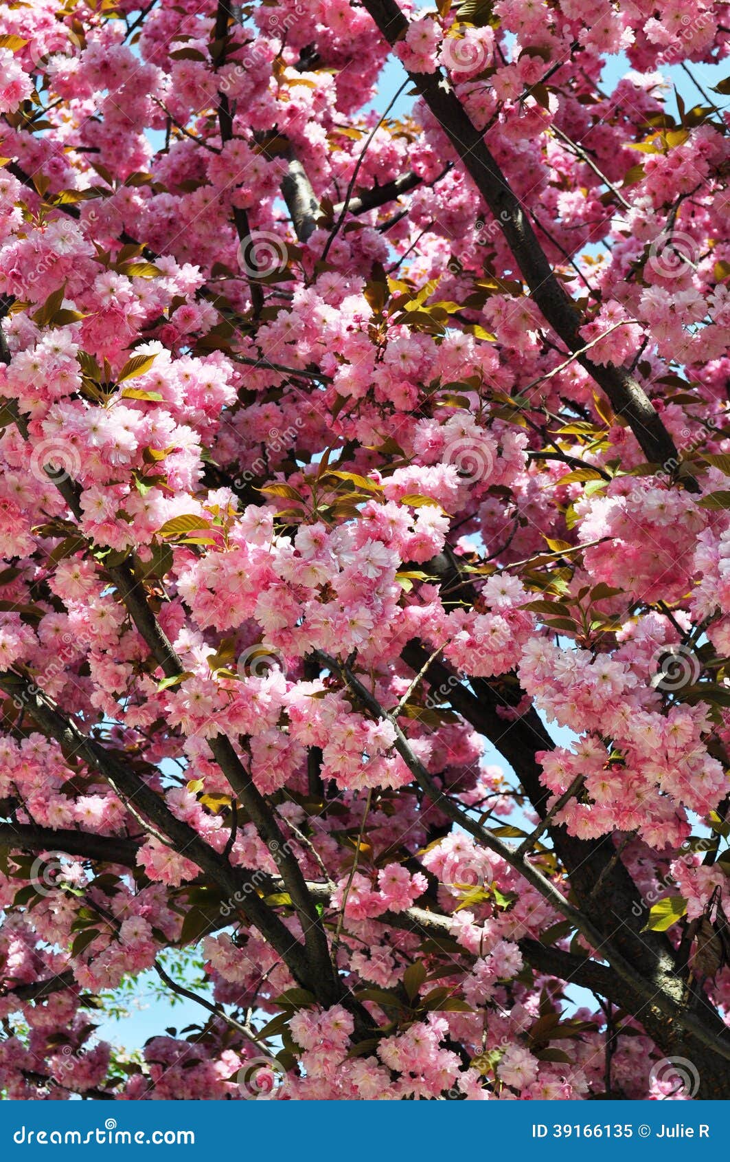 SPRING FLOWERS stock image. Image of republic, spring - 39166135