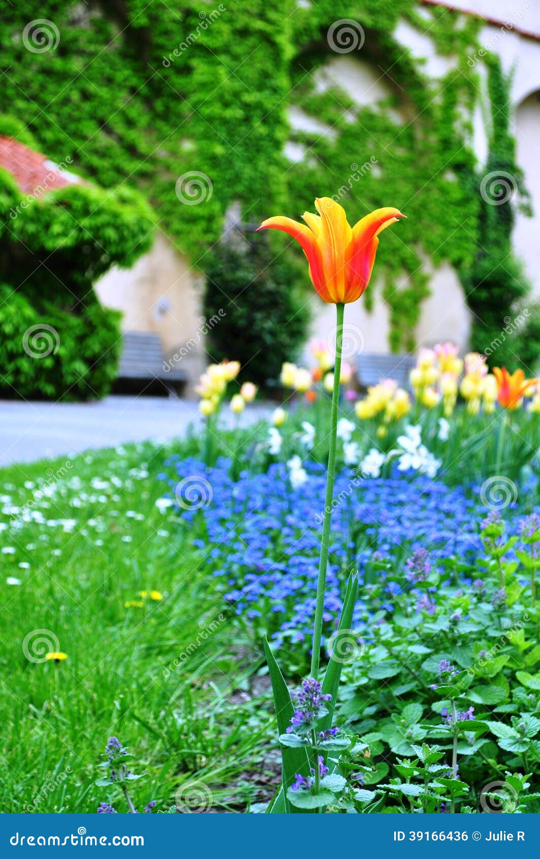 SPRING FLOWERS stock photo. Image of republic, yellow - 39166436