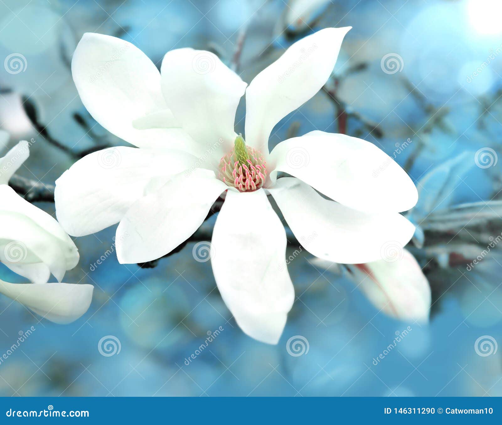 Spring Flowers. Beautiful White Magnolias on Blue Blurred Background ...