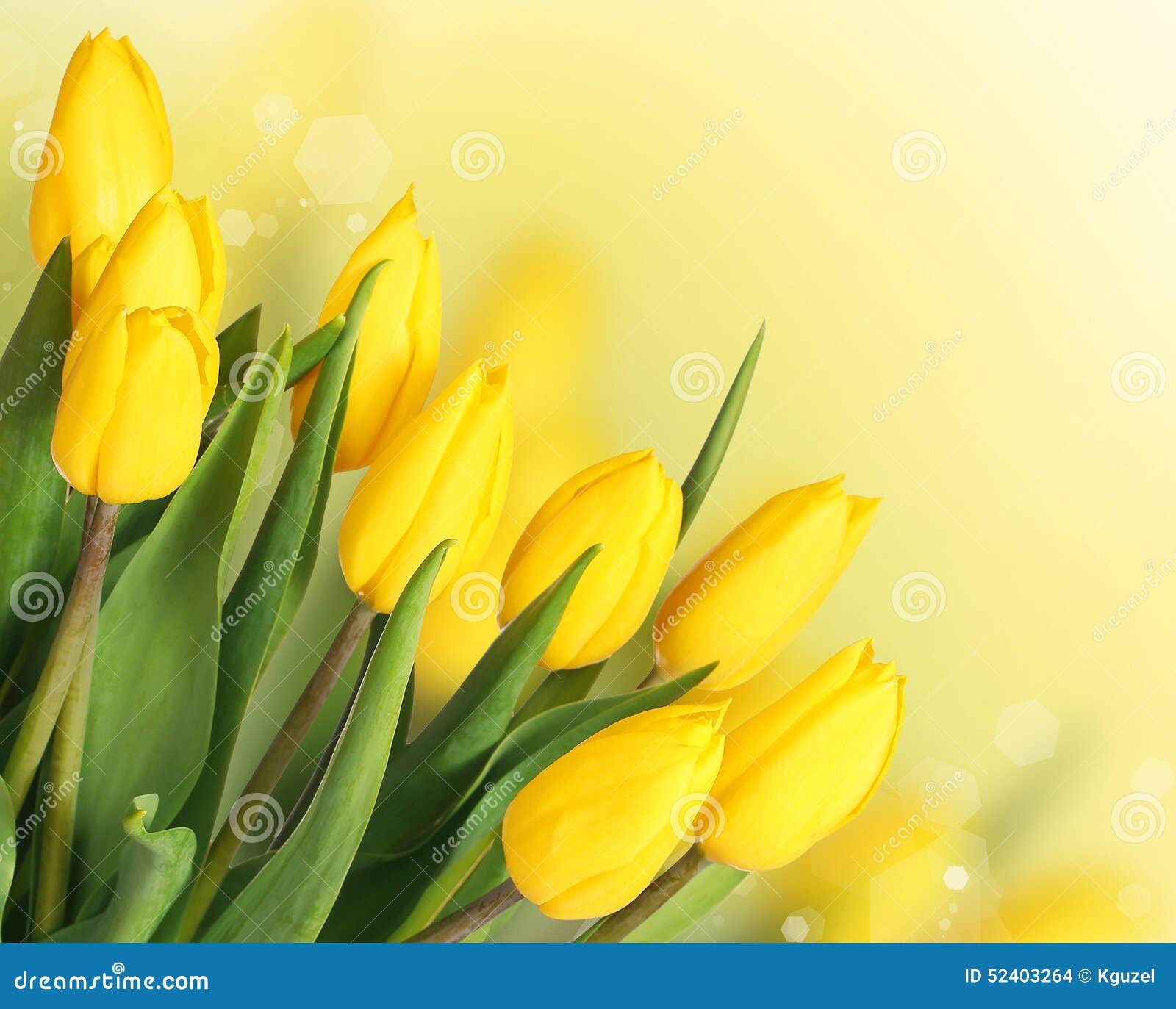 Spring Flowers. Beautiful Yellow Tulips Stock Photo - Image of spring ...