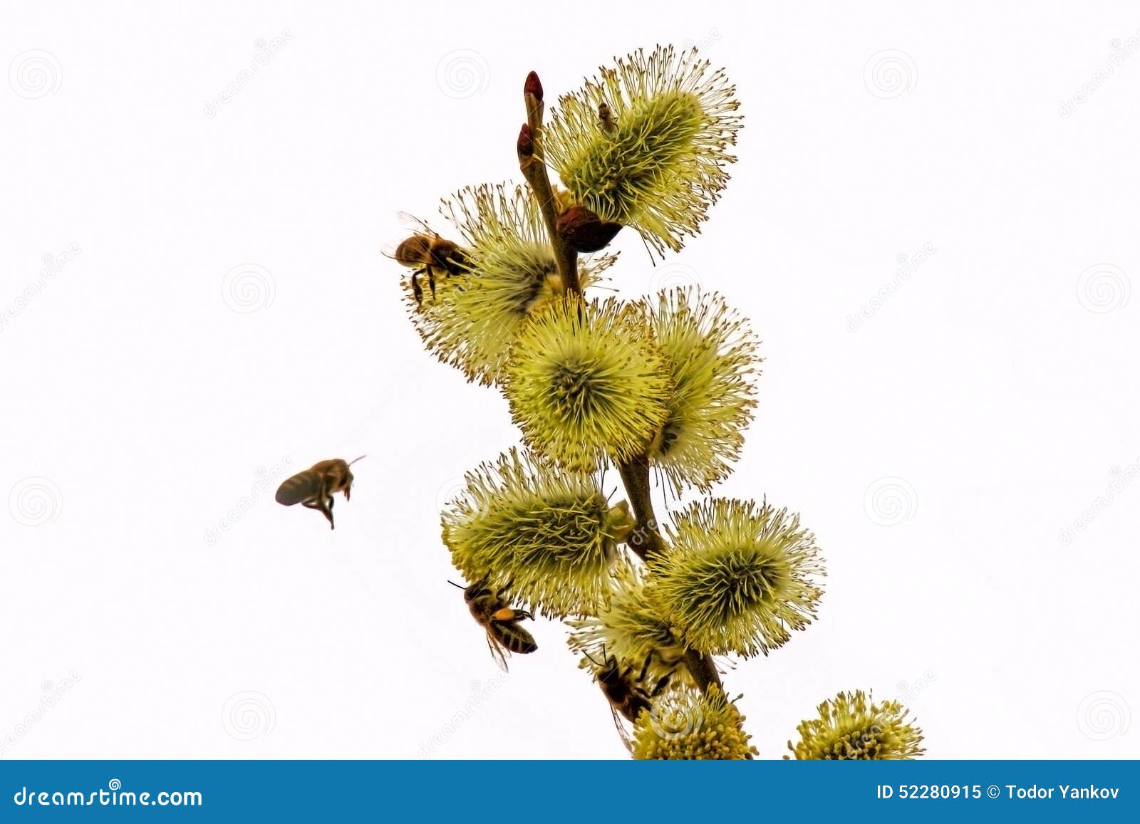 Spring flowers and bees stock image. Image of blooming - 52280915