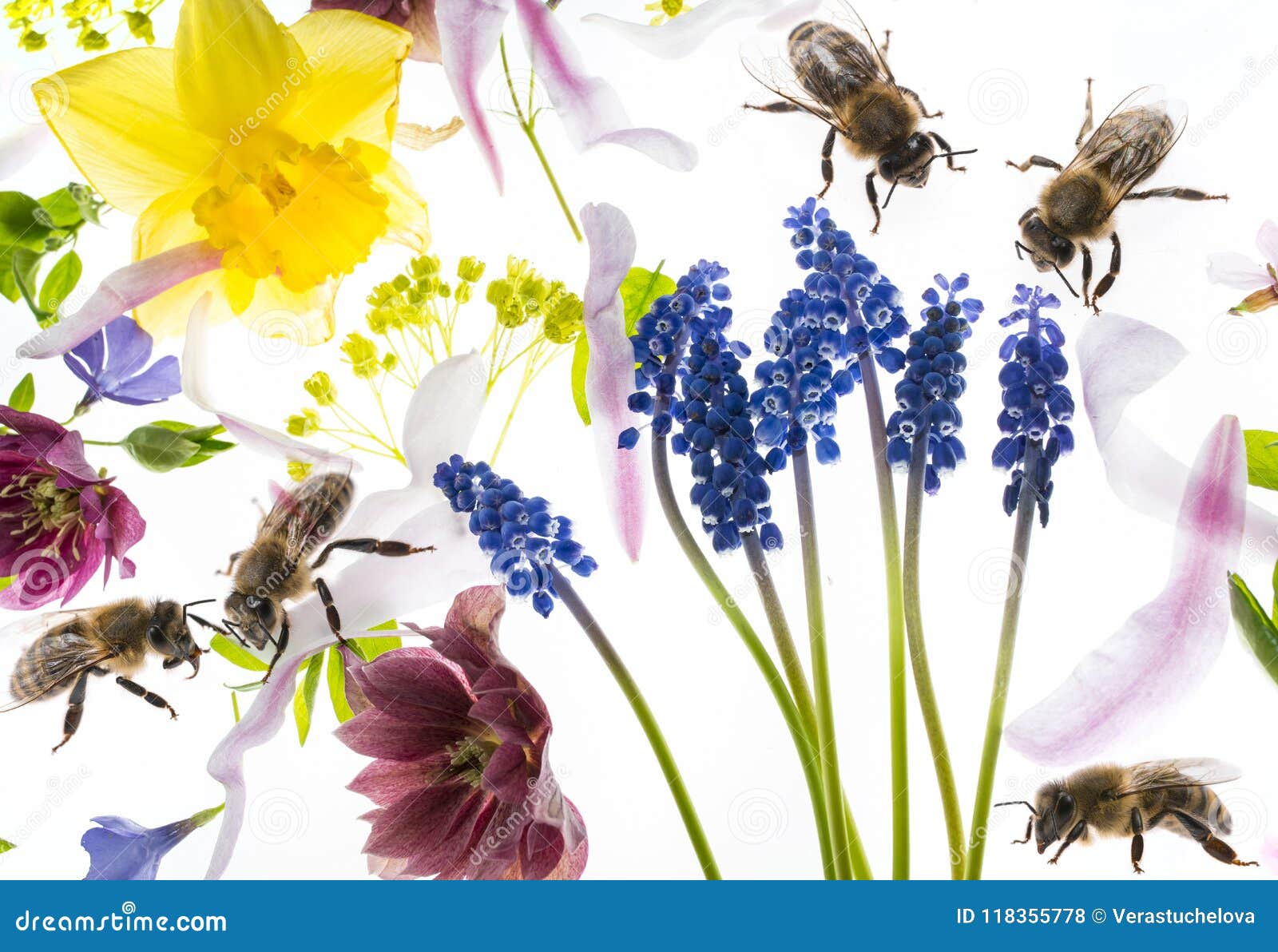 Spring flowers and bees stock photo. Image of fresh - 118355778
