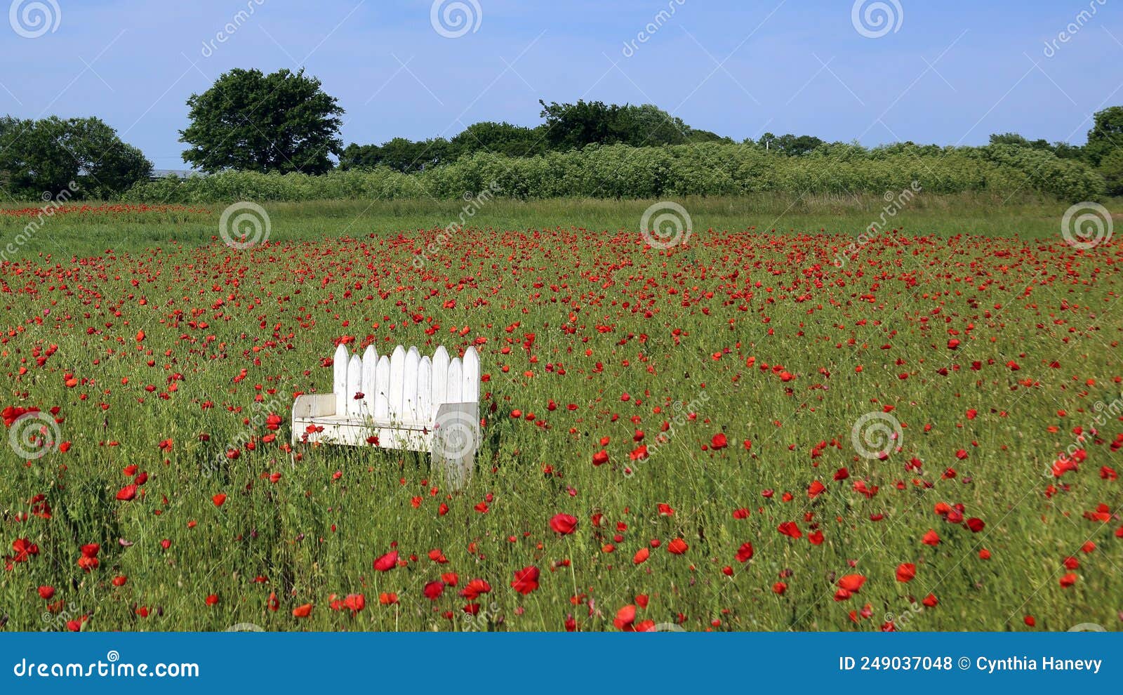 Spring flowers and a bench stock photo. Image of blue - 249037048