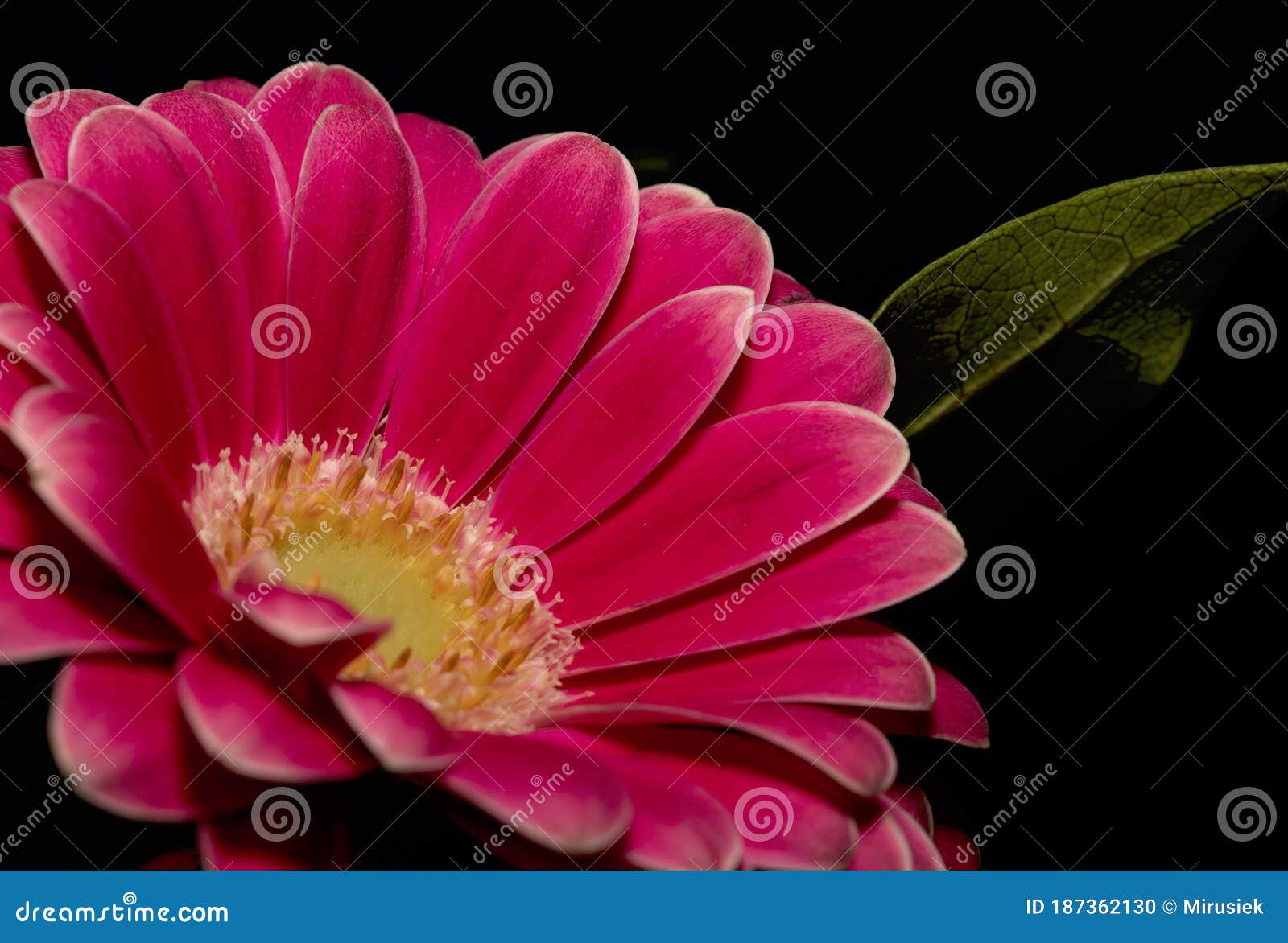 Spring Flowers in Black Background Stock Photo - Image of night, fresh ...