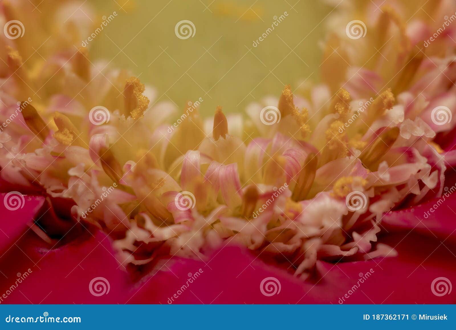 Spring Flowers in Black Background Stock Image - Image of full ...