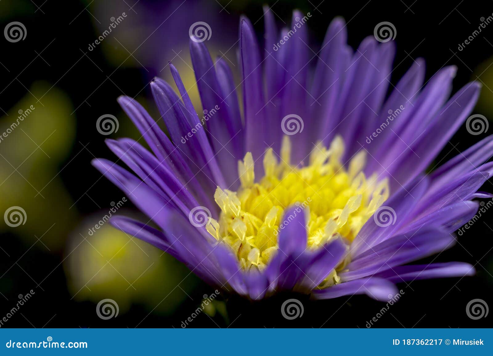 Spring Flowers in Black Background Stock Image - Image of fresh, garden ...