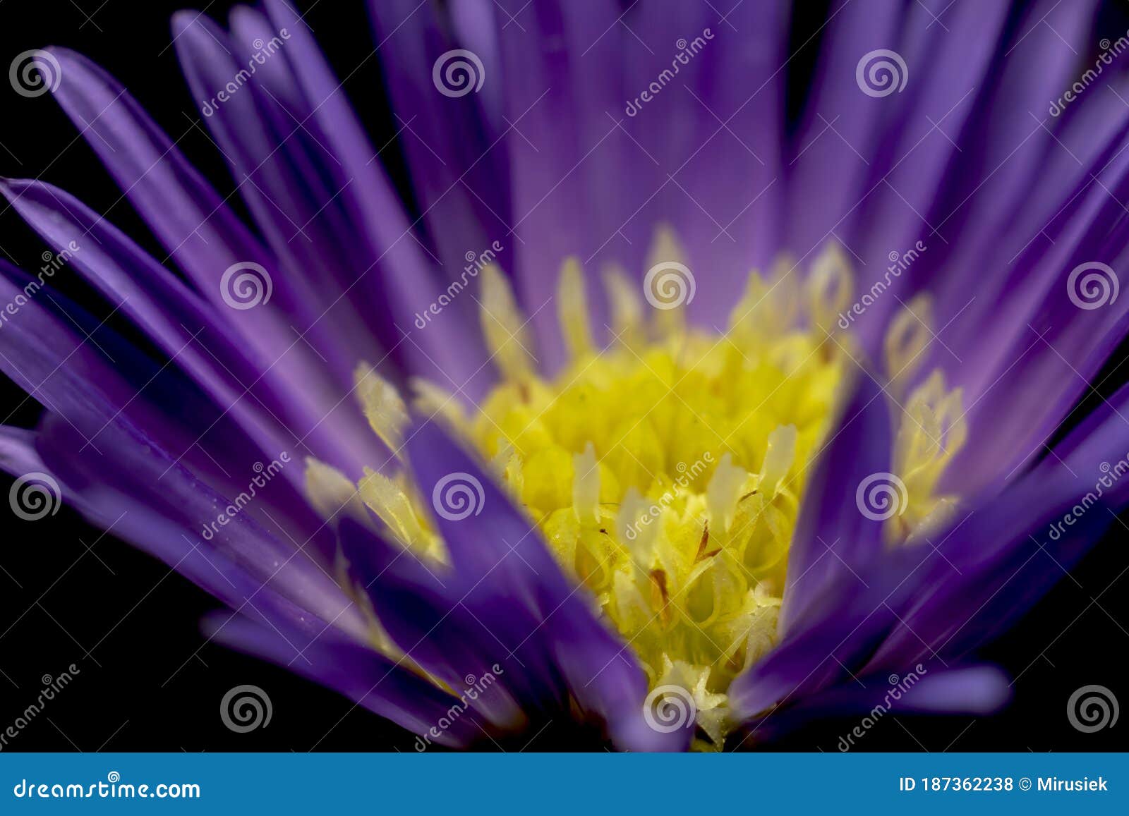 Spring Flowers in Black Background Stock Photo - Image of isolated ...