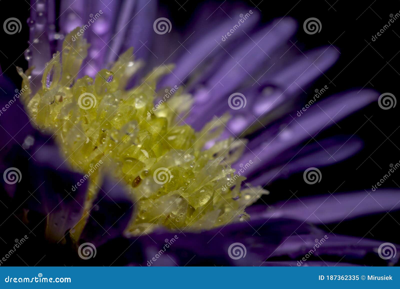 Spring Flowers in Black Background Stock Image - Image of isolated ...