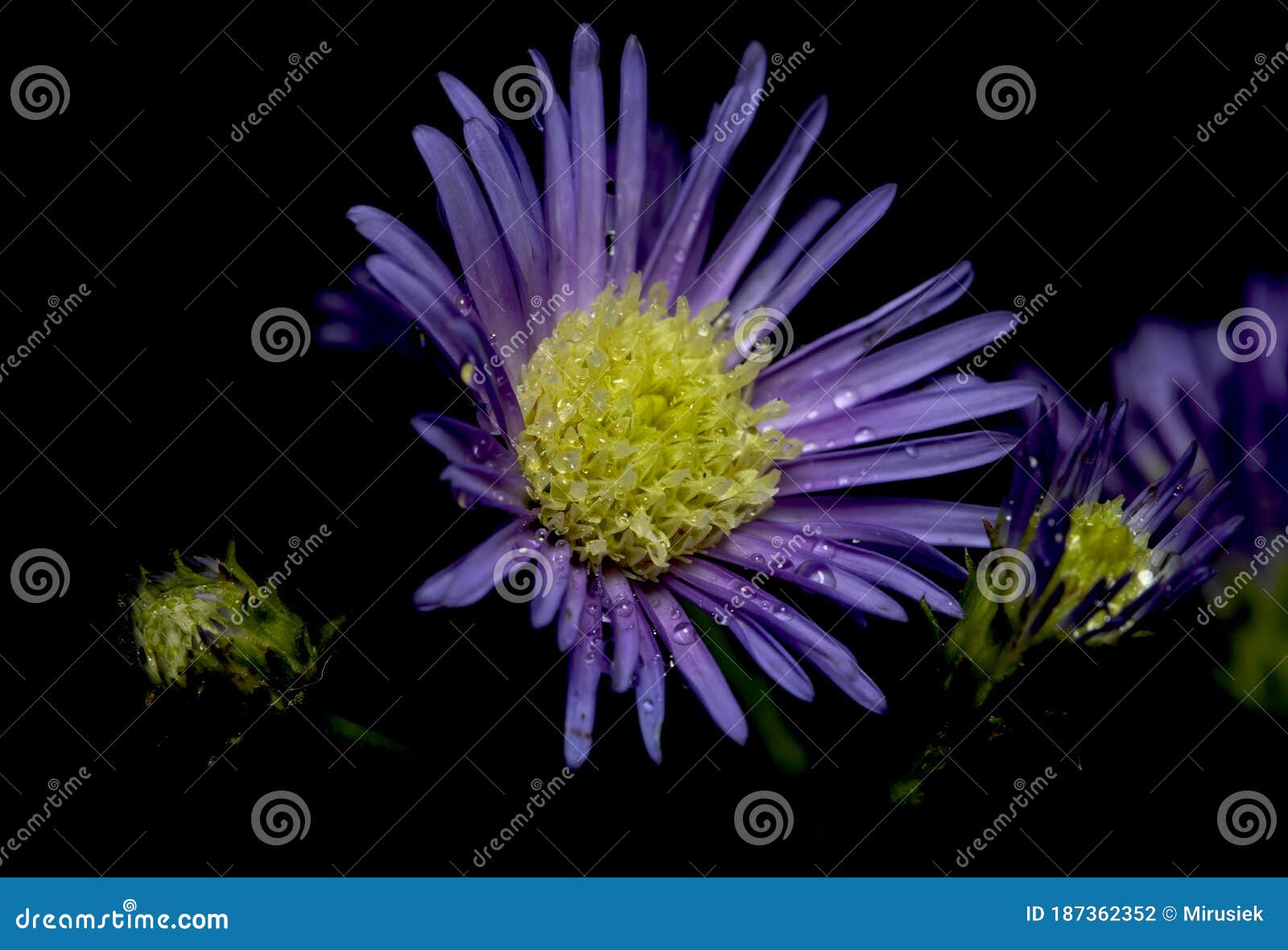 Spring Flowers in Black Background Stock Photo - Image of full, flowers ...