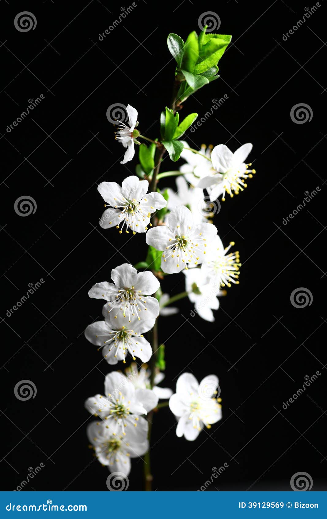 Spring flowers on black stock image. Image of natural - 39129569