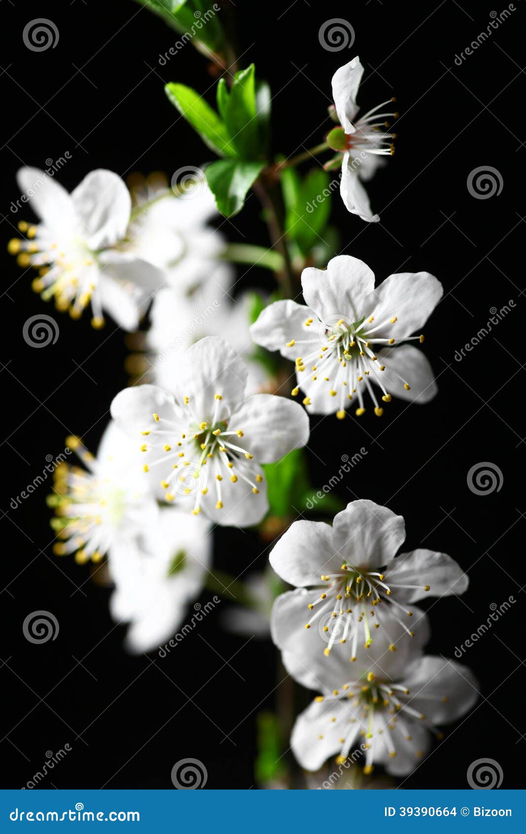 Spring flowers on black stock photo. Image of natural - 39390664
