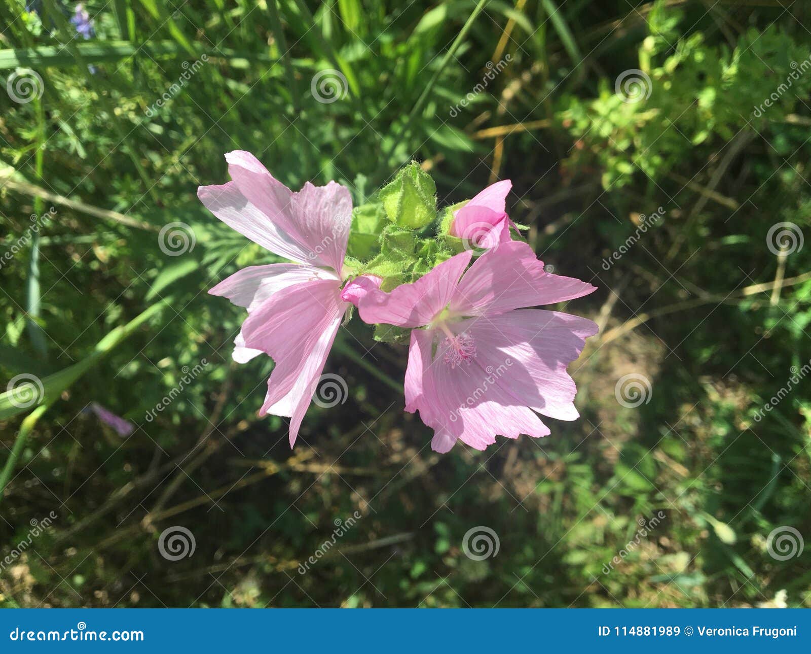 Pink Mallow stock image. Image of bloom, mountains, mallow - 114881989