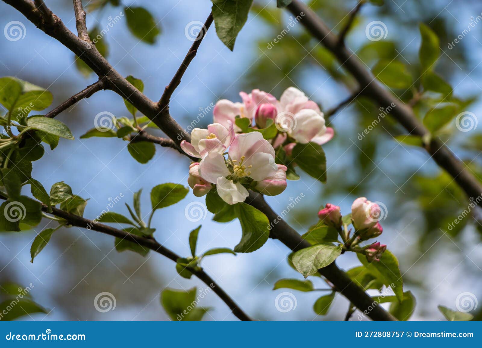 Spring Flowers. Blooming Apple Tree in Spring Stock Image - Image of ...