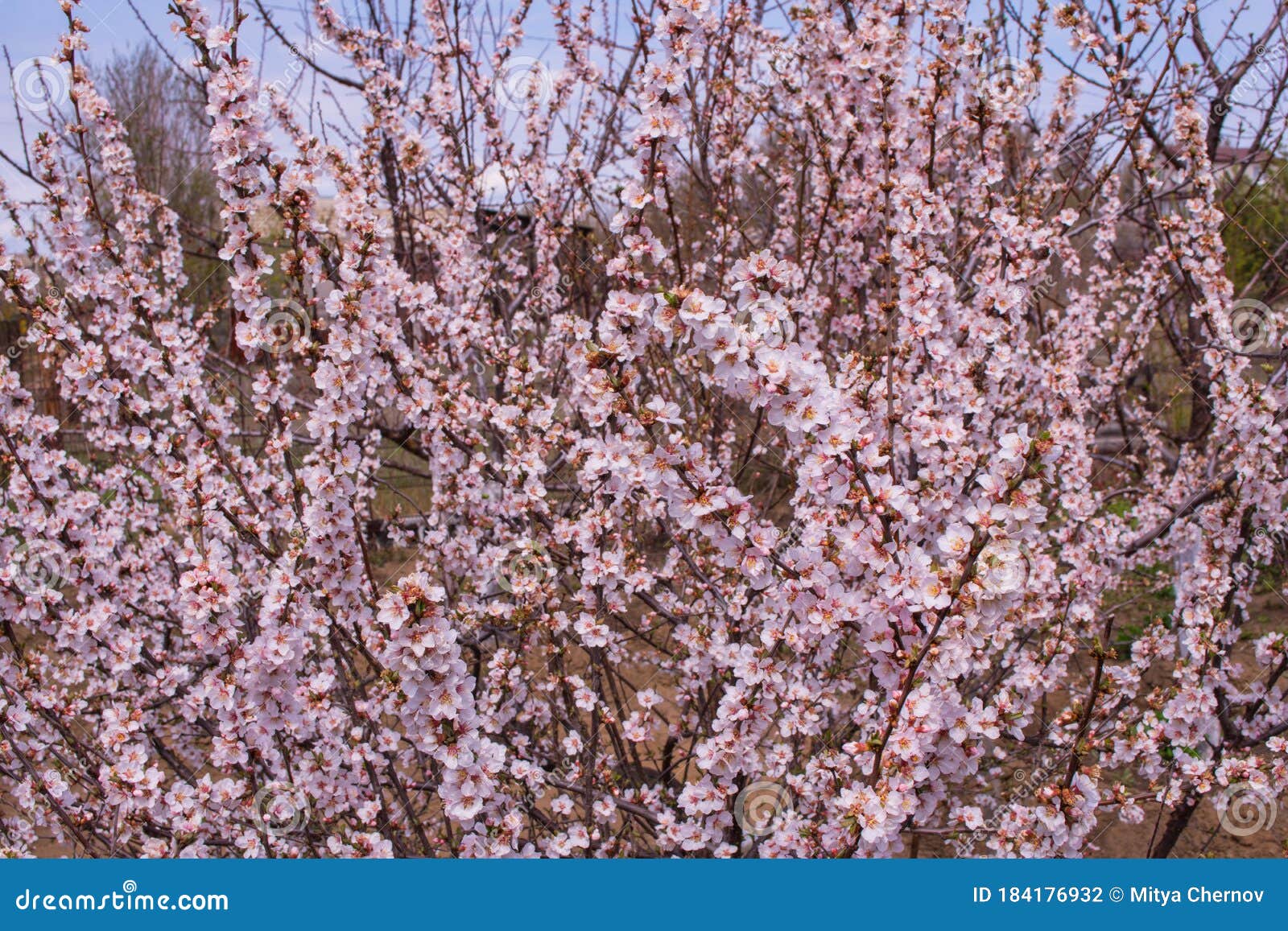 Blooming Cherry Flowers. Close-up of Blooming Cherry Flowers with Blur ...