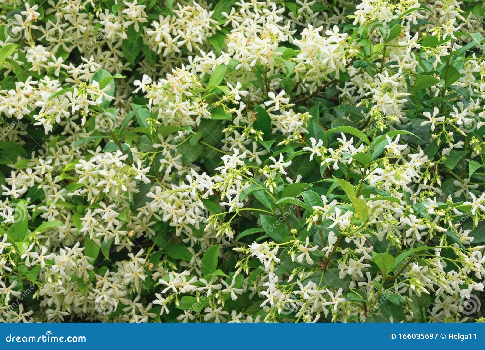 Spring Flowers. Blooming Jasmine Vine Jasmine , Texture Stock Image ...