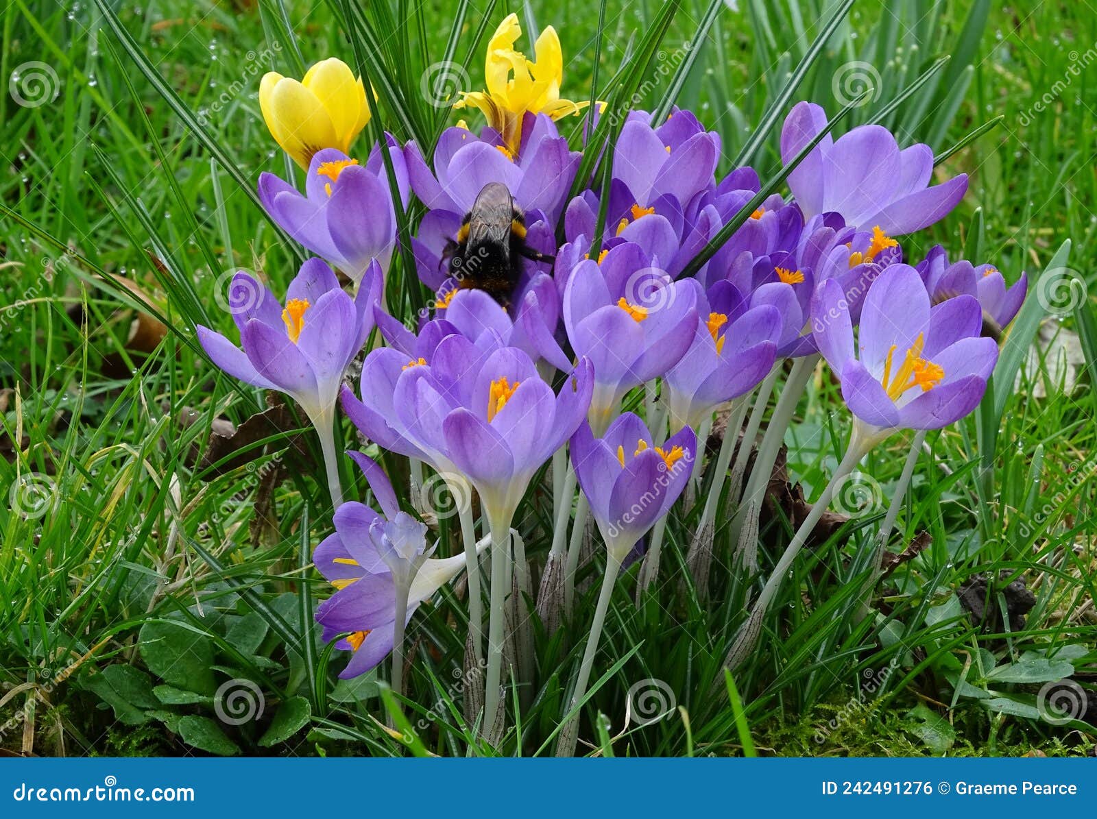 Spring Flowers Blooming into the New Season. Stock Photo - Image of ...