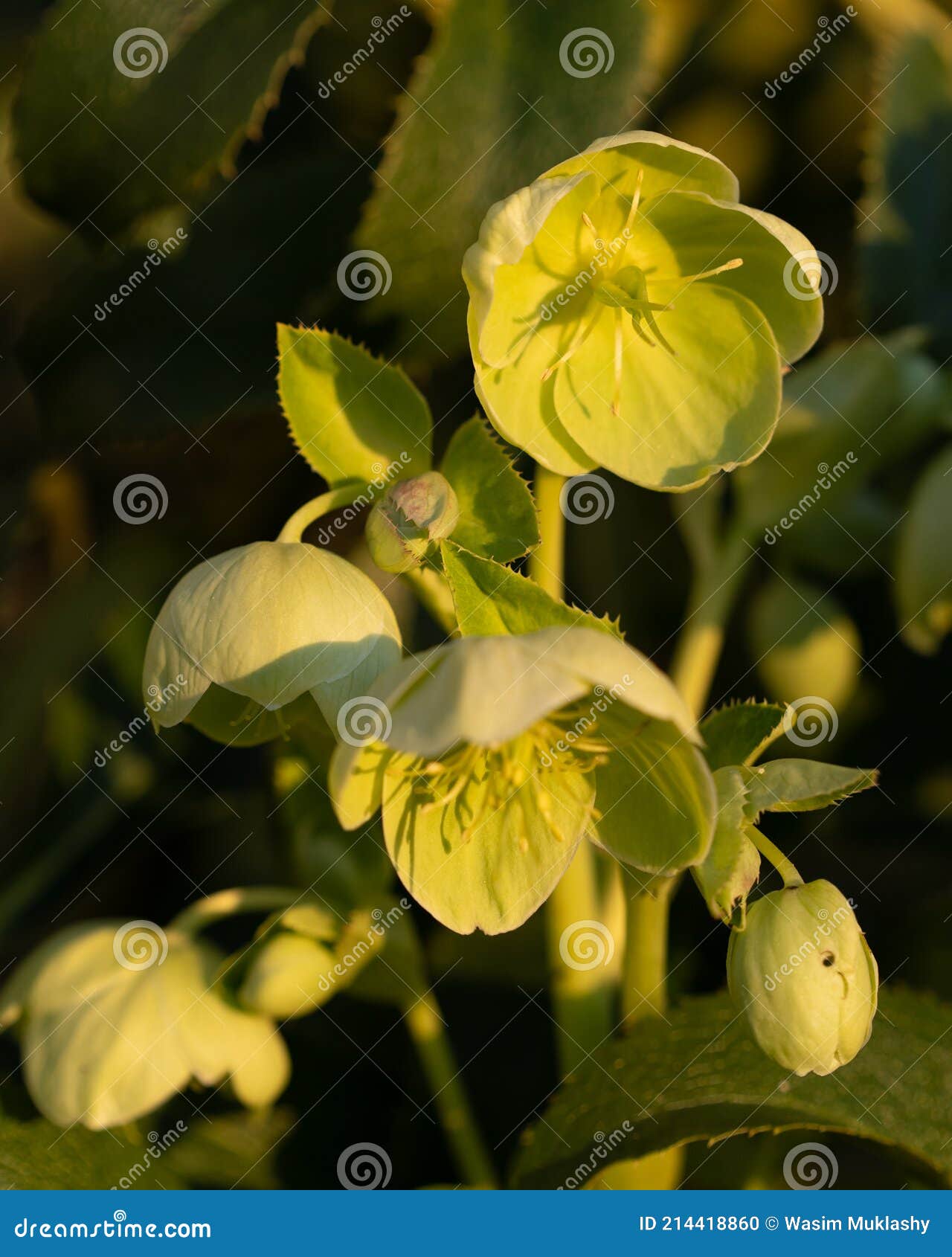 Spring Flowers Blooming stock photo. Image of river - 214418860