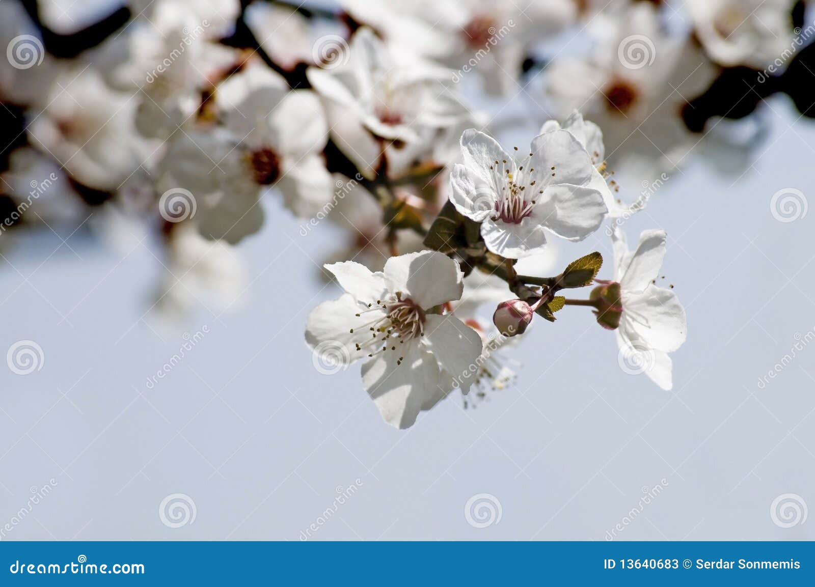 Spring flowers blossom. stock image. Image of oriental - 13640683