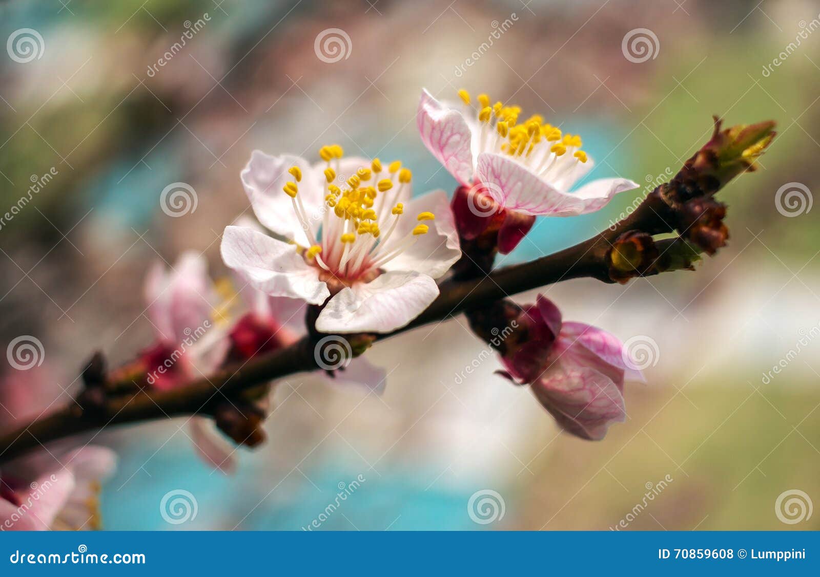 Spring Flowers. Blossoming Trees in the Spring Blurred Background Stock ...