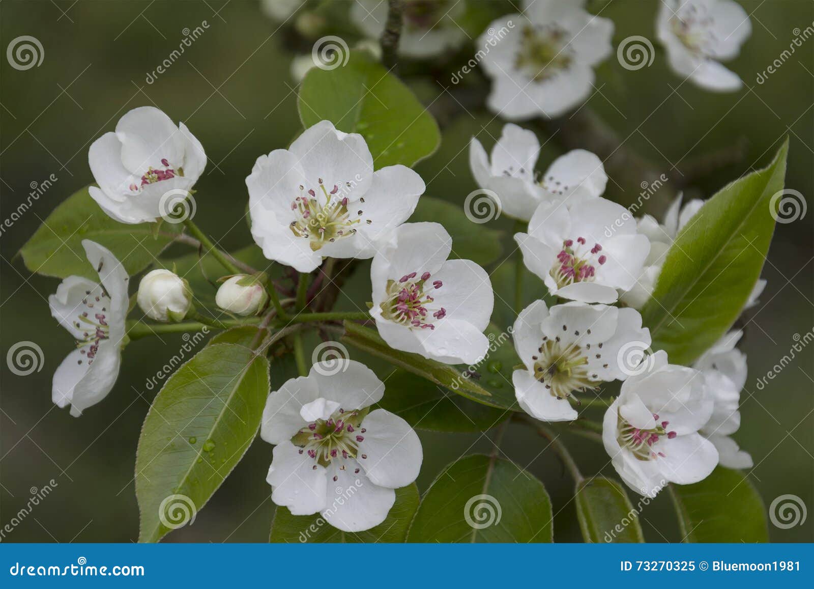 Spring Flowers, Blossoms of Apple Tree in Outdoor Stock Image - Image ...