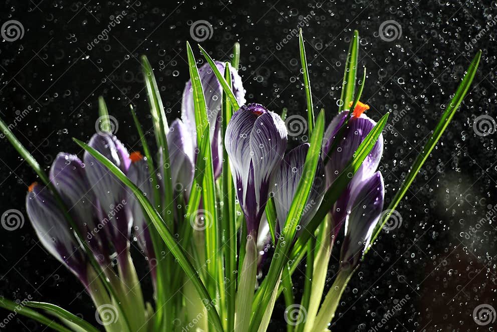 Spring Flowers, Blue Crocus on a Black Background Stock Photo - Image ...