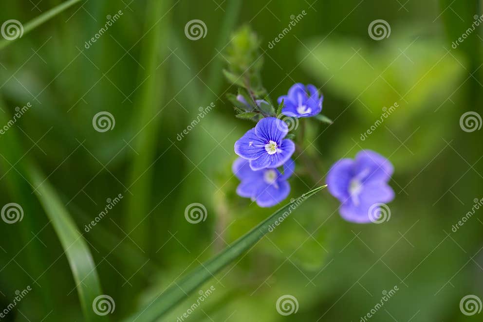 Spring flowers in blue stock photo. Image of green, garden - 157668738