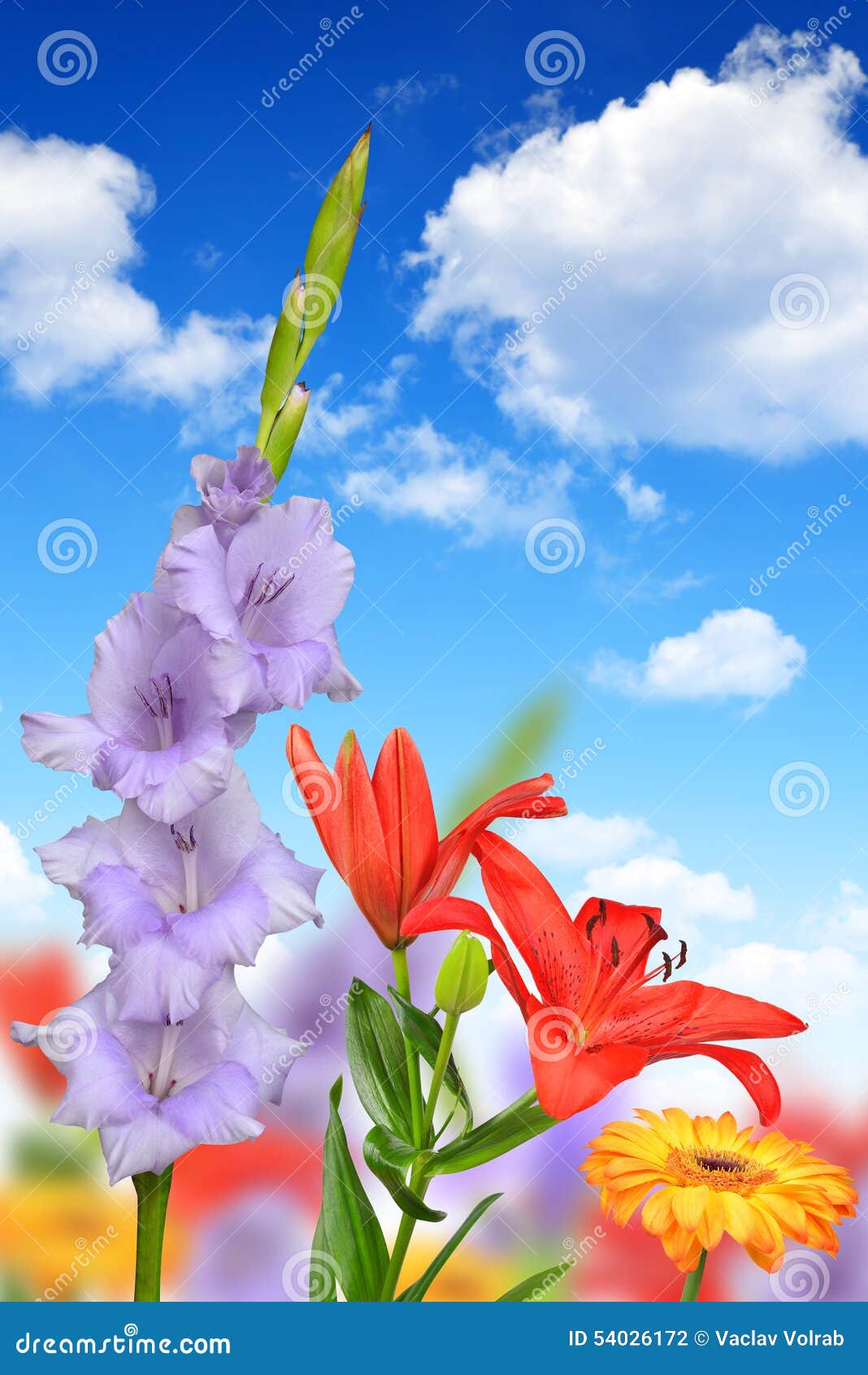 Spring flowers stock photo. Image of elegance, celebrate - 54026172