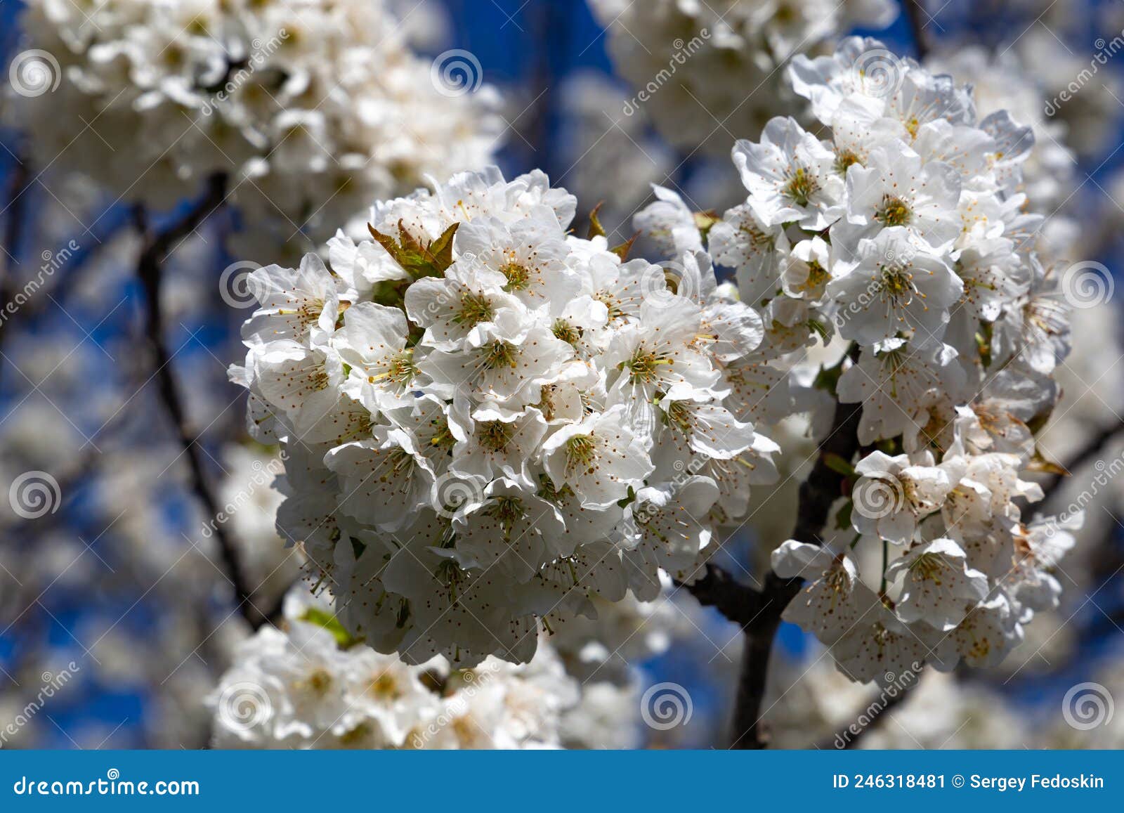 Spring Flowers on a Blue Sky Background Stock Image - Image of ...