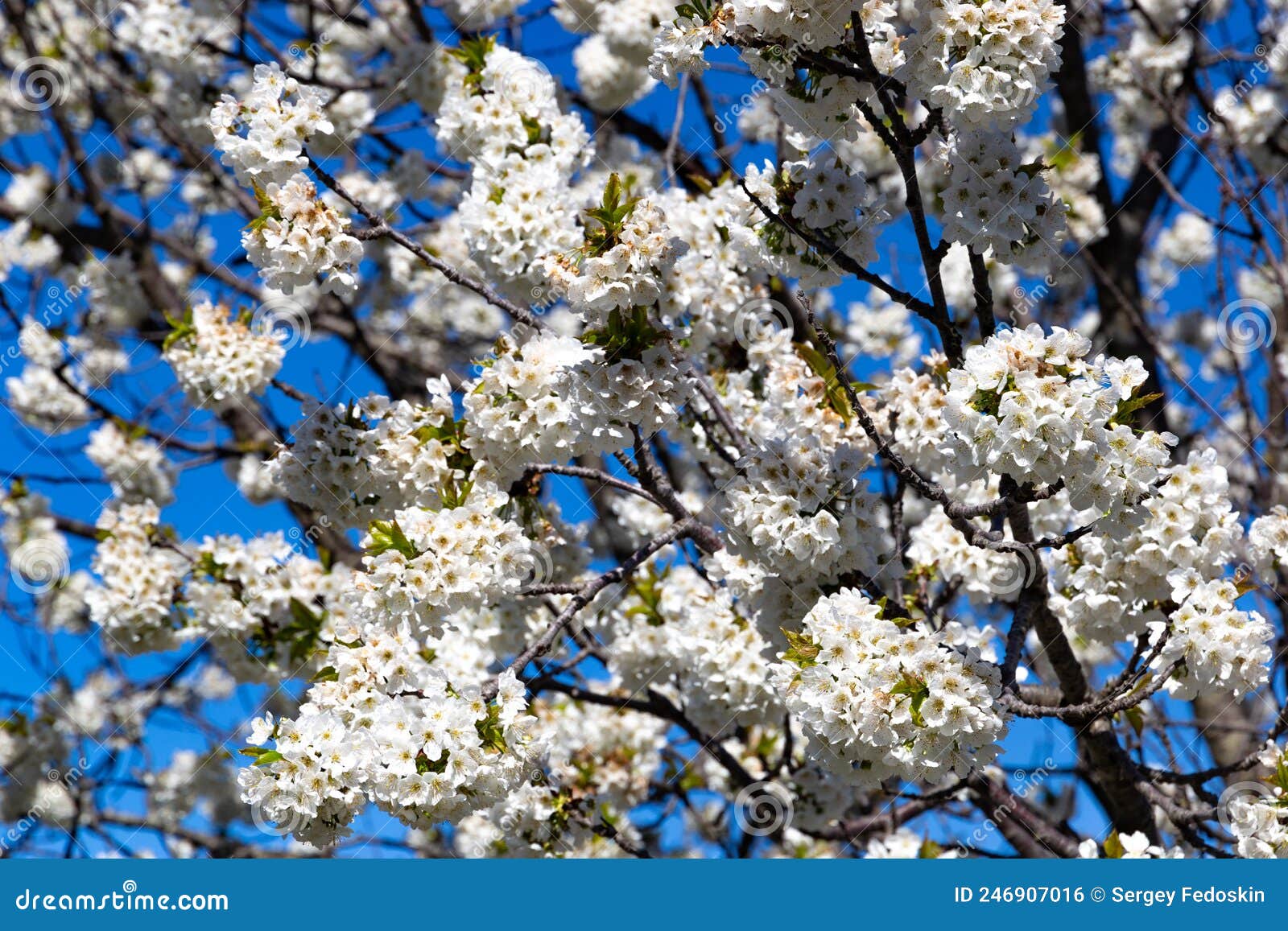 Spring Flowers on a Blue Sky Background Stock Photo - Image of april ...