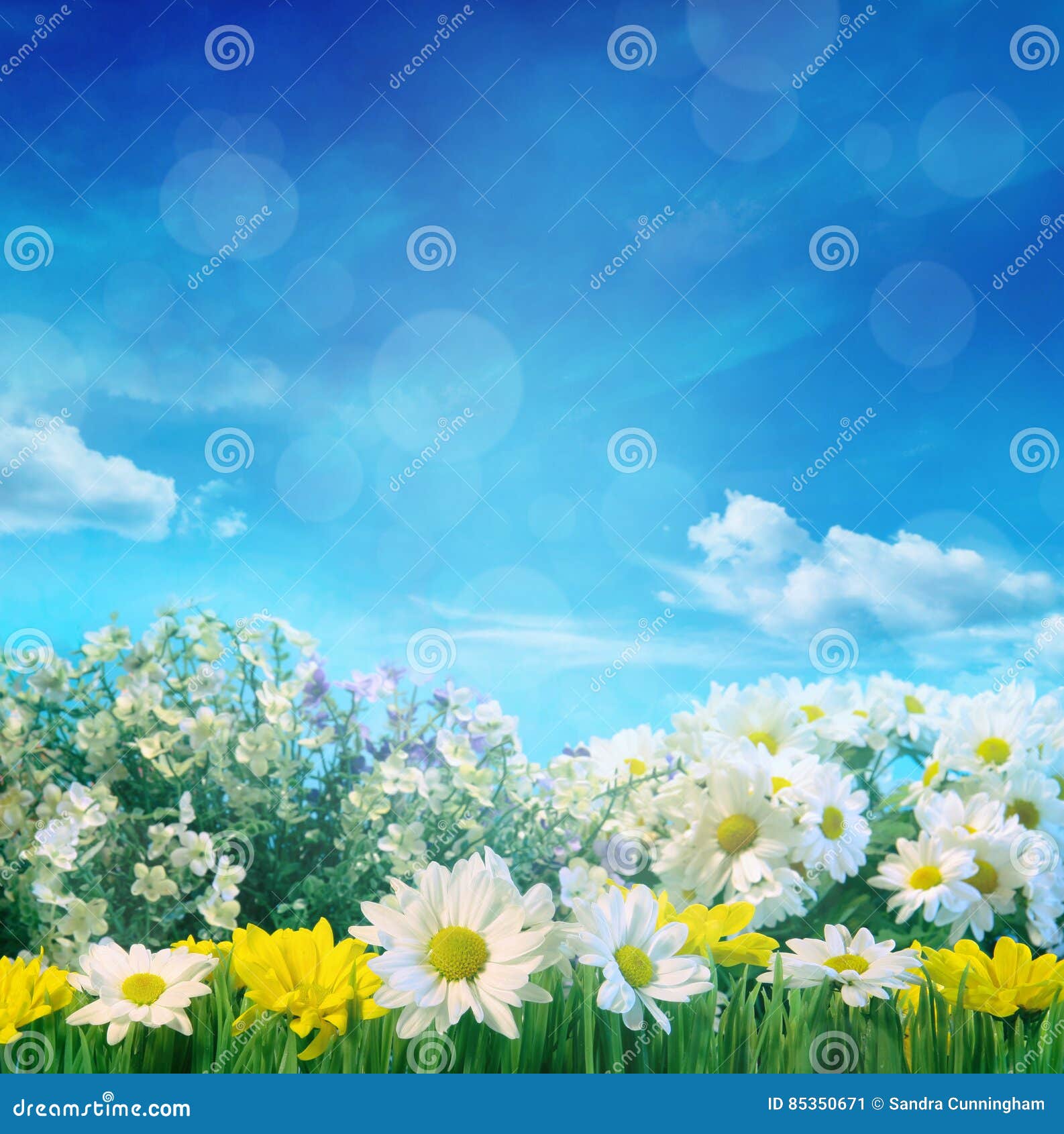 Spring Flowers with Blue Sky Stock Image - Image of flower, blue: 85350671