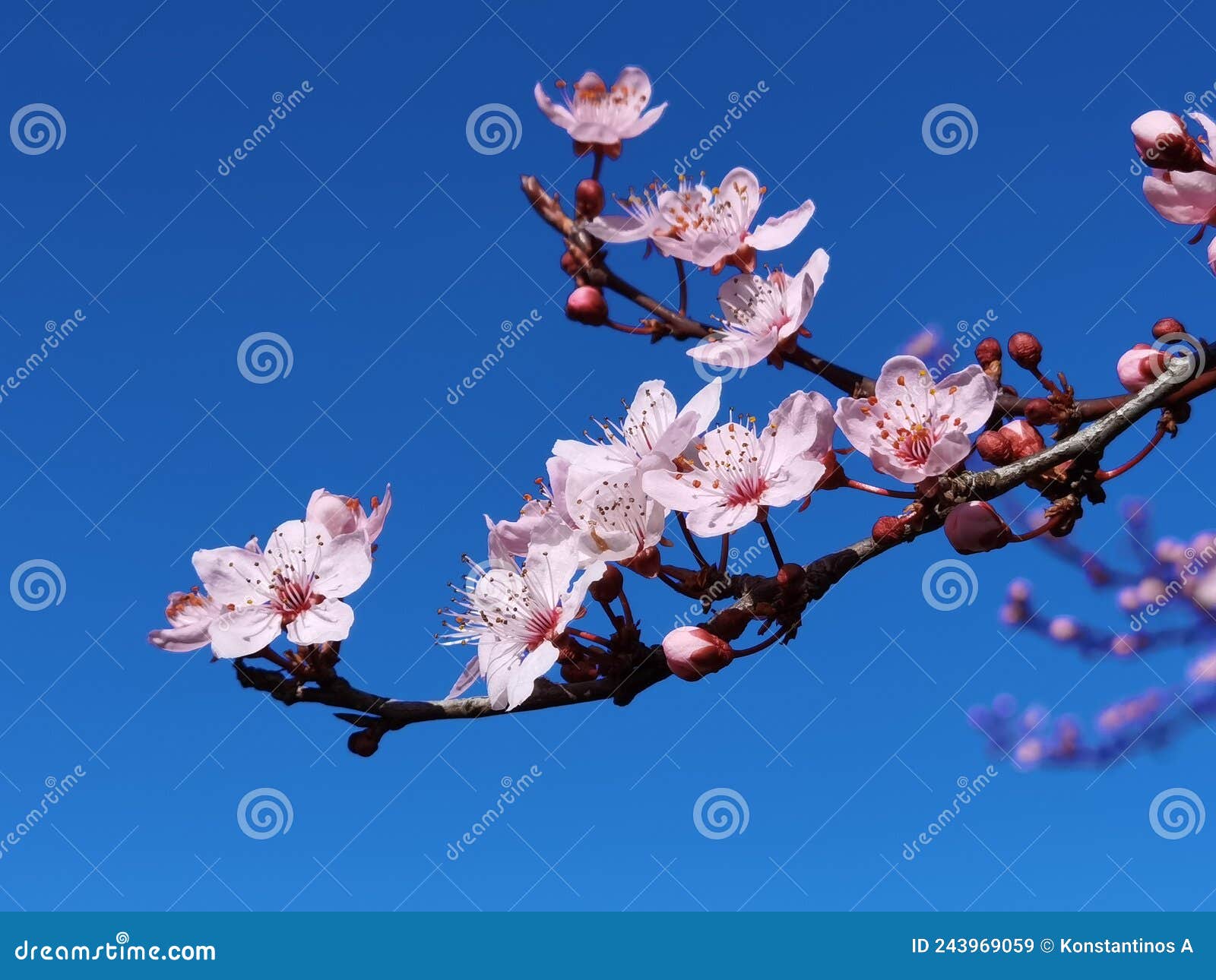 Spring Flowers in Blue Sky Background Almonds Almond Tree Stock Image ...