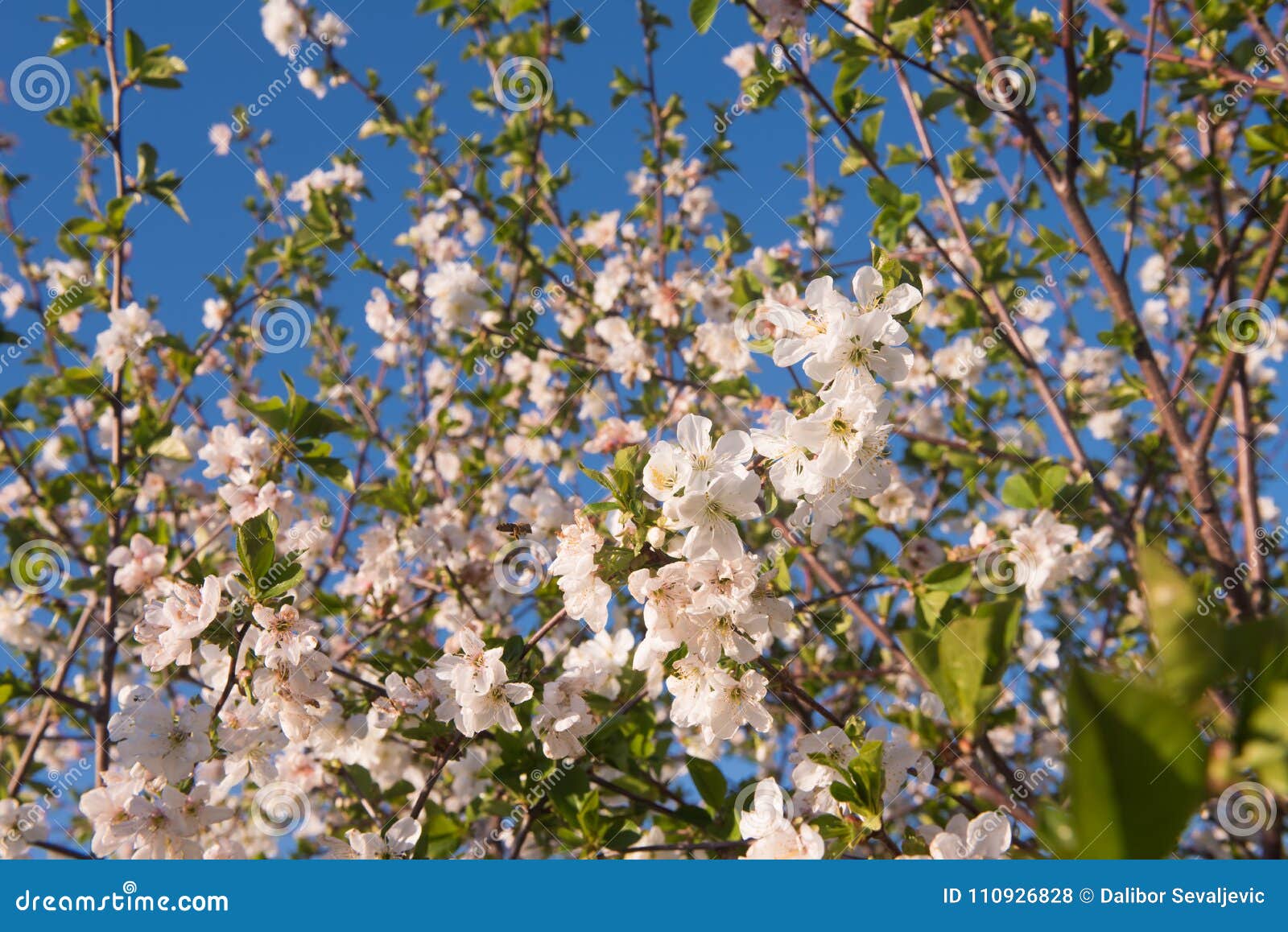 Spring flowers on blue sky stock photo. Image of beautiful - 110926828