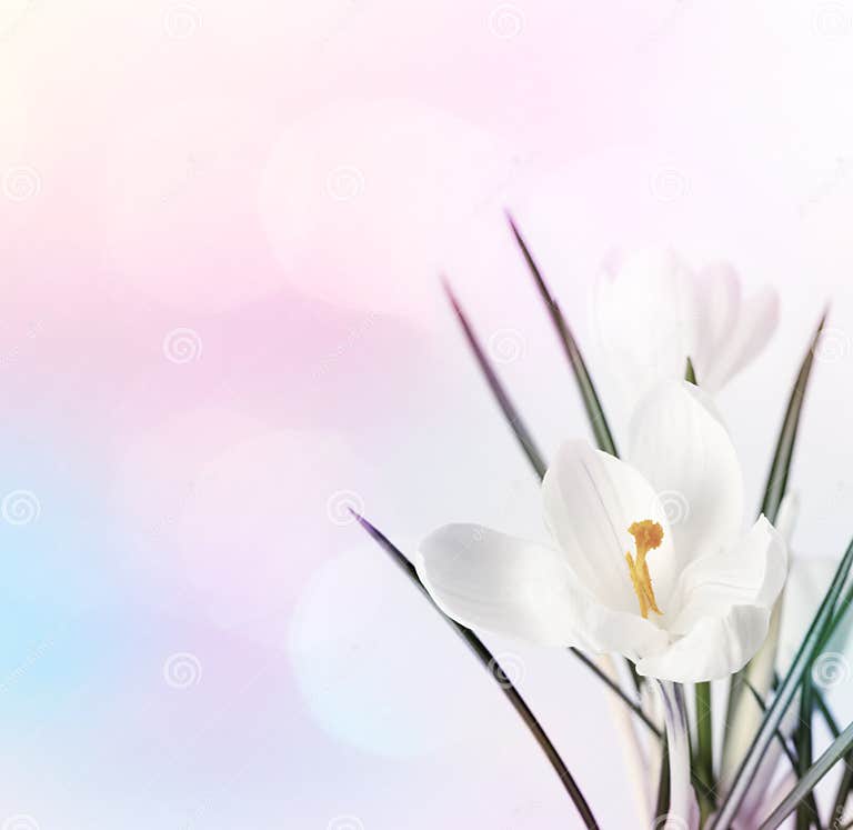Spring Flowers on Blur Background. Stock Photo - Image of card, flower ...