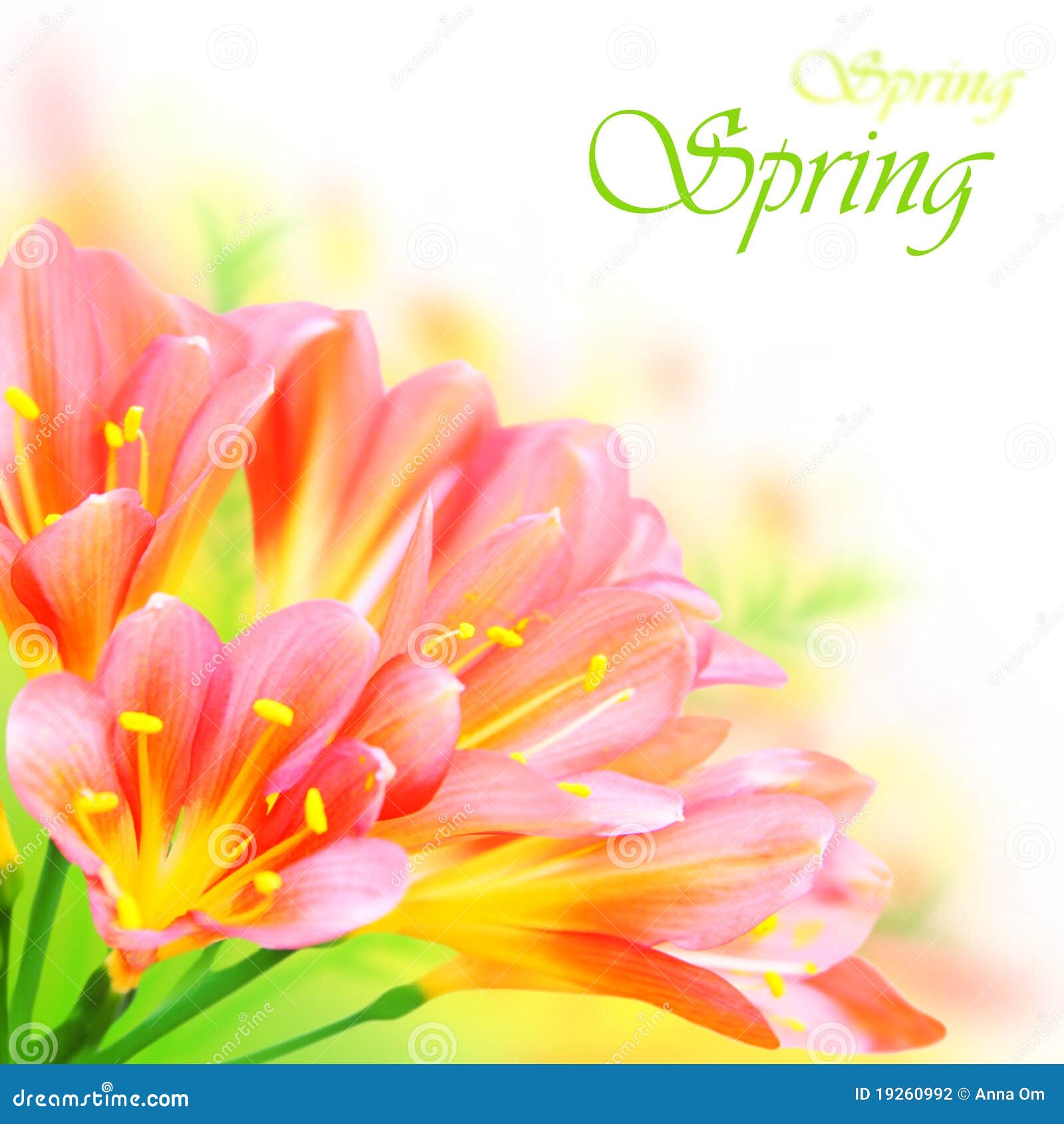 Spring flowers border stock photo. Image of bloom, closeup - 19260992