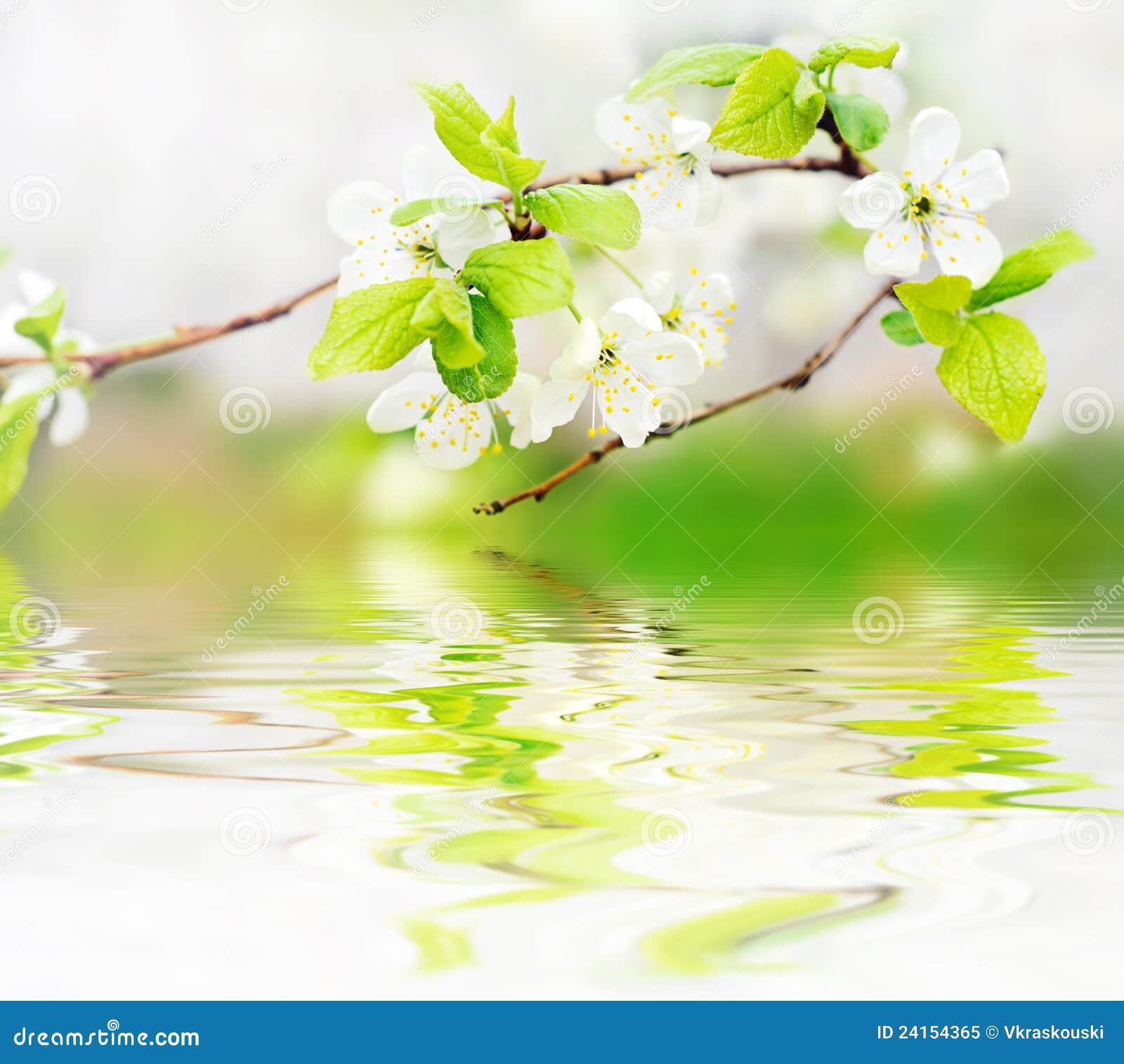 Spring Flowers on Branch on Water Waves Stock Image - Image of outdoors ...